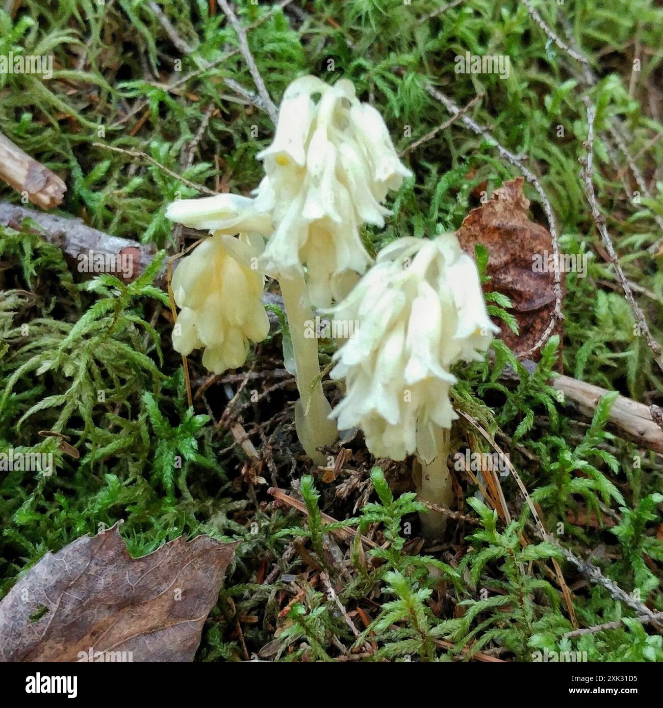 pinesap (Monotropa hypopitys) Plantae Stock Photo - Alamy