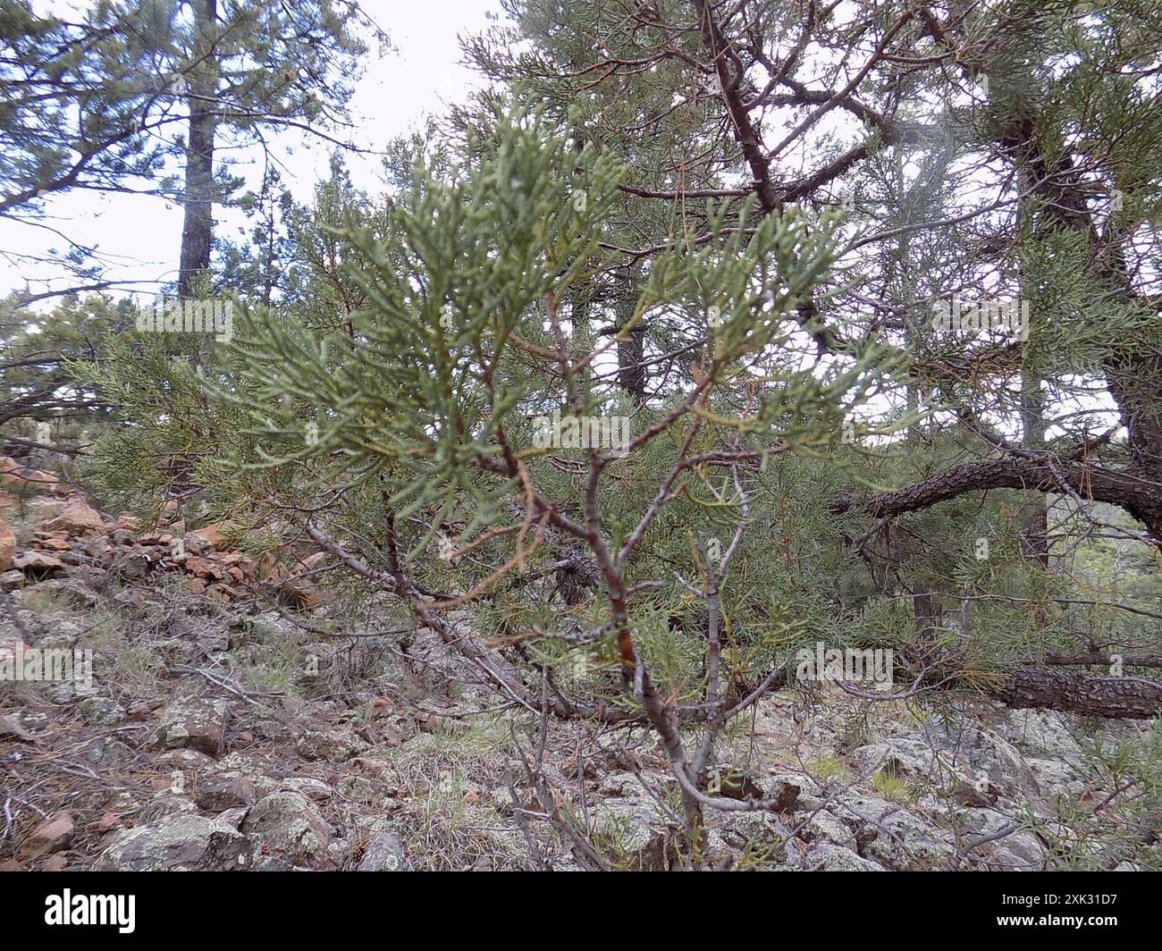 alligator juniper (Juniperus deppeana) Plantae Stock Photo - Alamy
