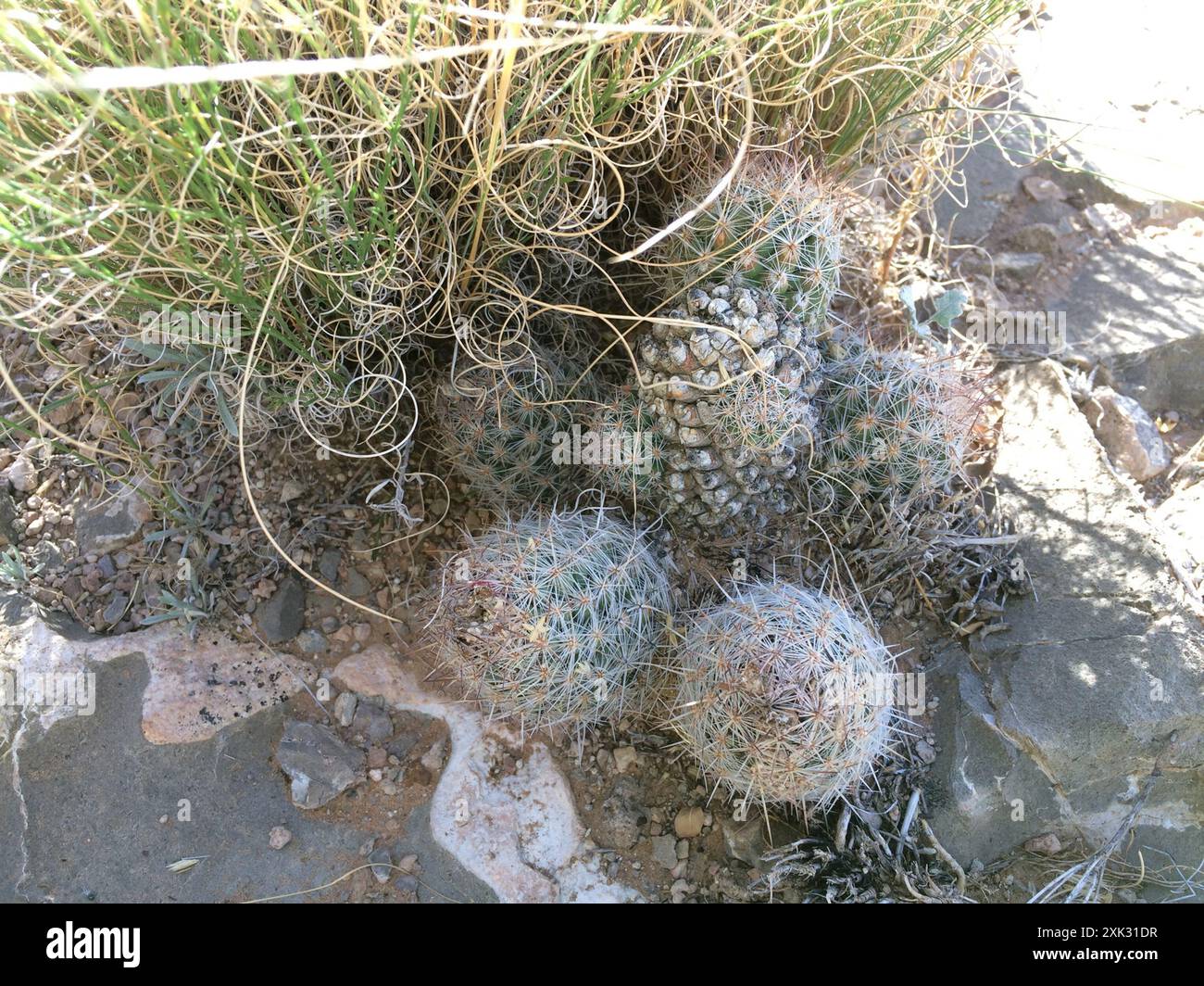 Whitecolumn foxtail cactus hi-res stock photography and images - Alamy