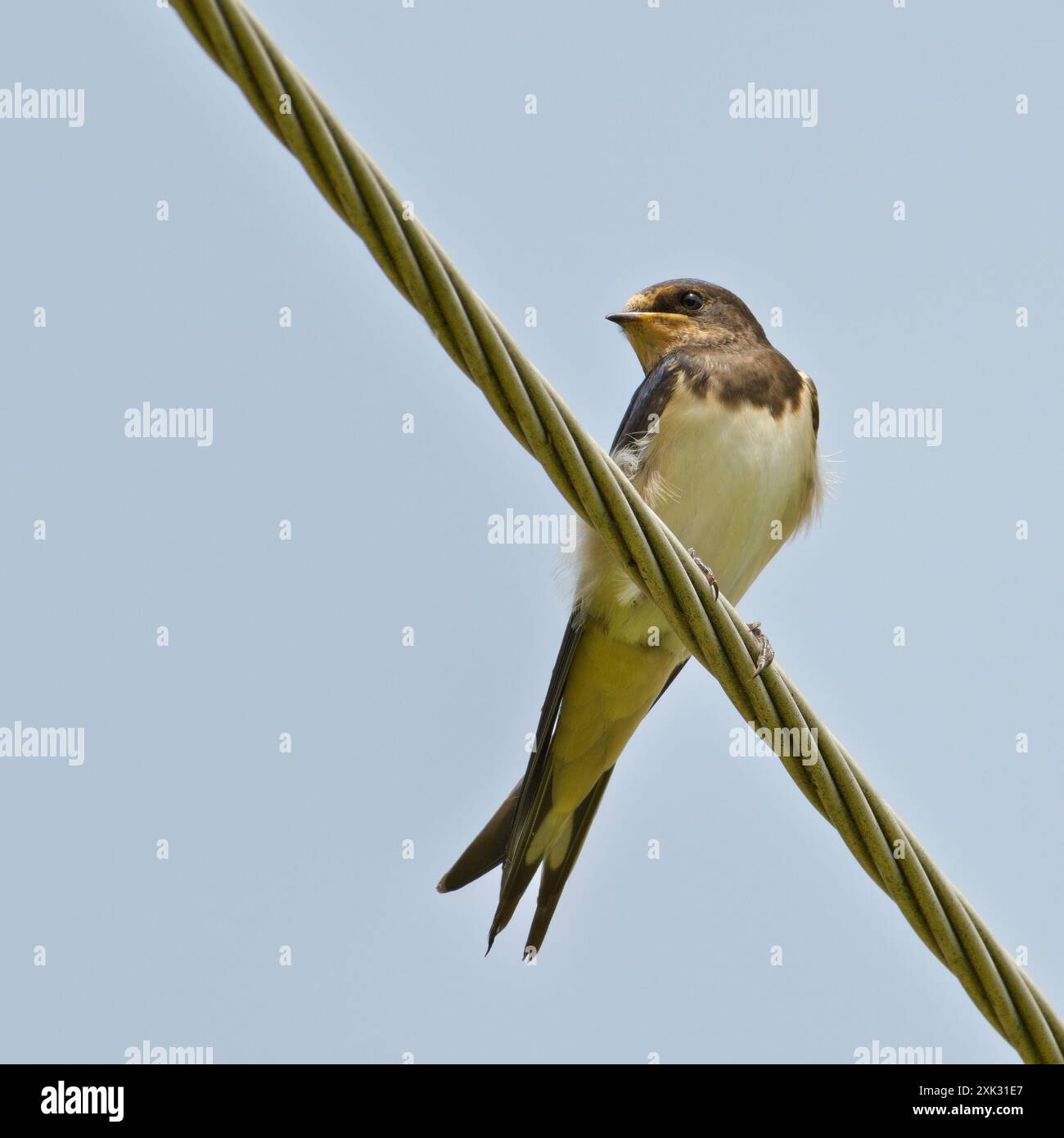 Hirundo rustica aka Barn swallow perched on electric wire. Isolated on ...