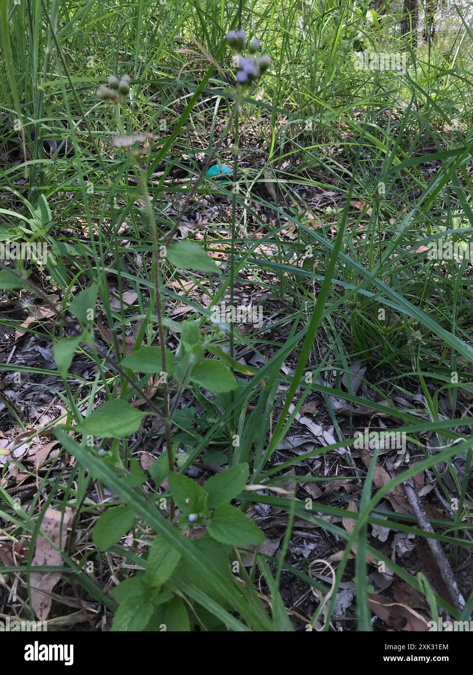 billygoat weed (Ageratum conyzoides) Plantae Stock Photo - Alamy
