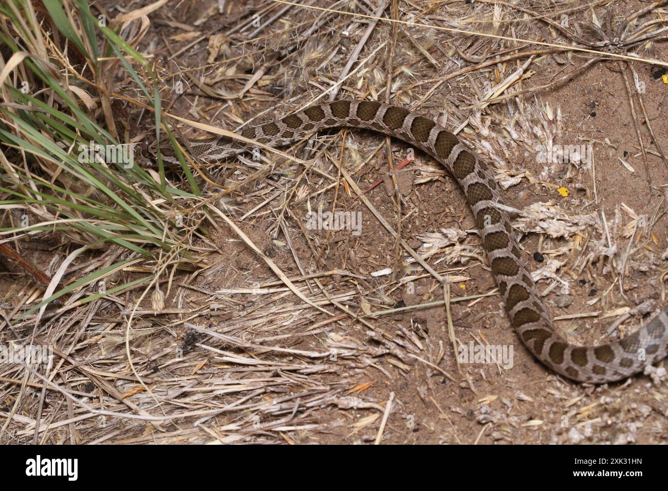 Great Plains Ratsnake (Pantherophis emoryi) Reptilia Stock Photo - Alamy