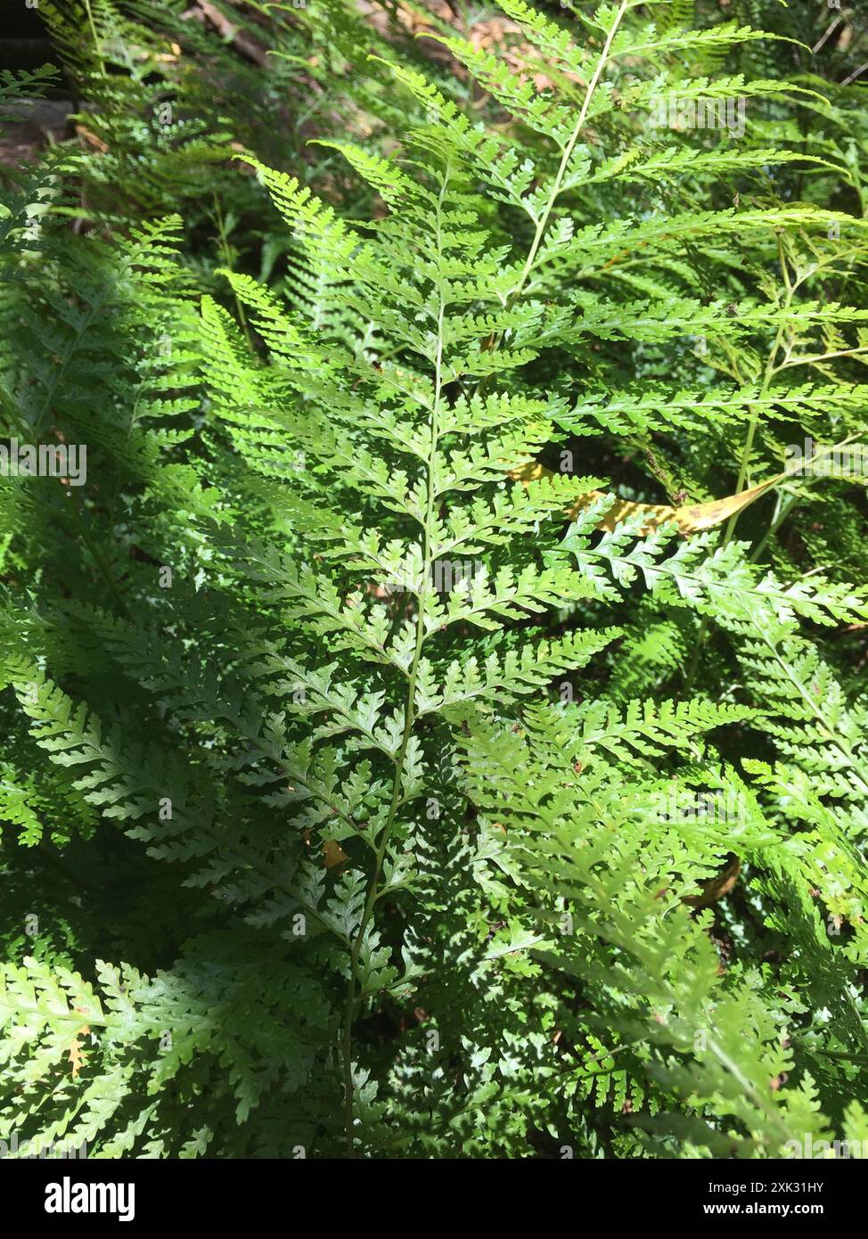 palapalai (Microlepia setosa setosa) Plantae Stock Photo - Alamy