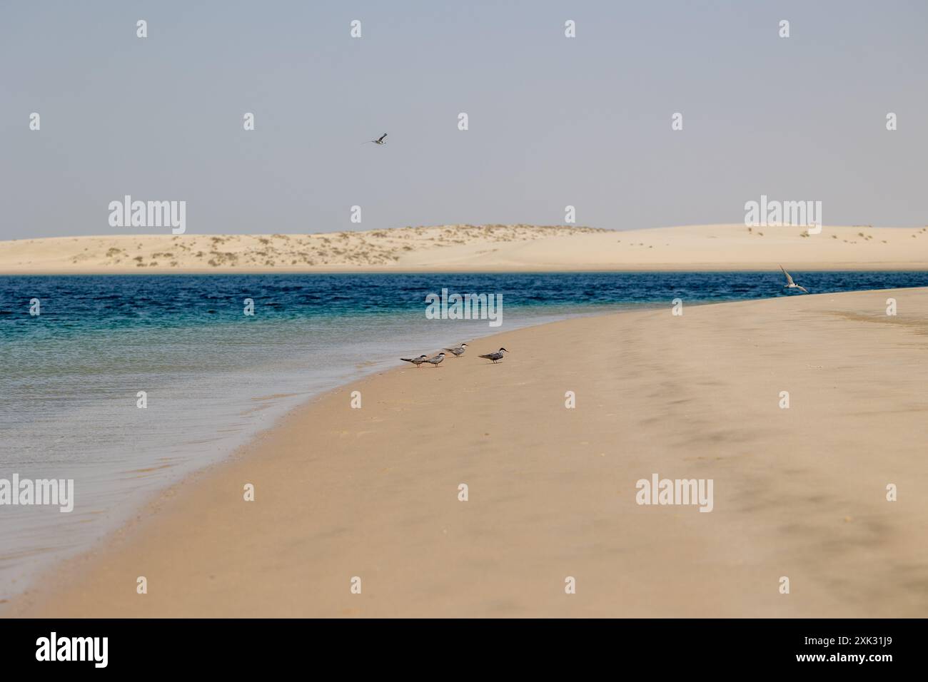 Qatar adaid sea hi-res stock photography and images - Alamy