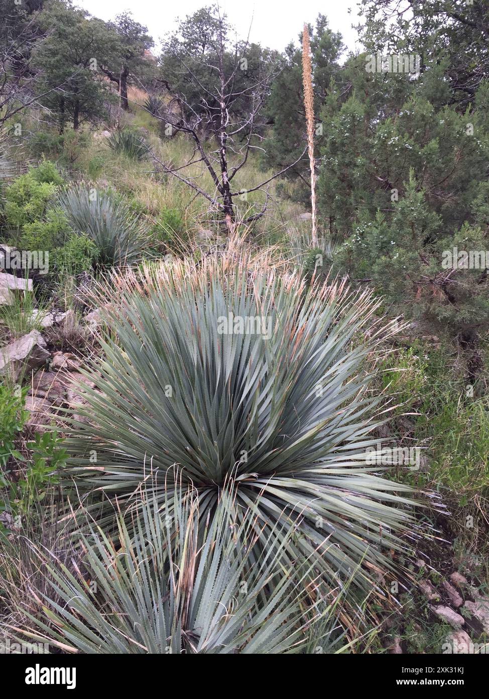 Wheeler sotol (Dasylirion wheeleri) Plantae Stock Photo - Alamy