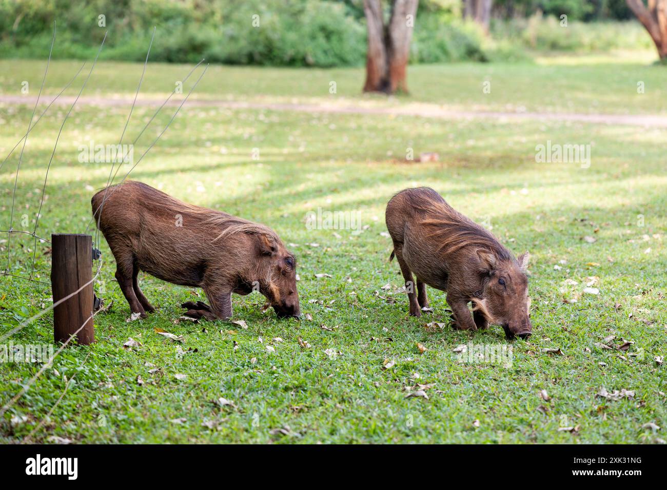 Giraffe Manor, Nairobi, Kenya, Africa Stock Photo - Alamy