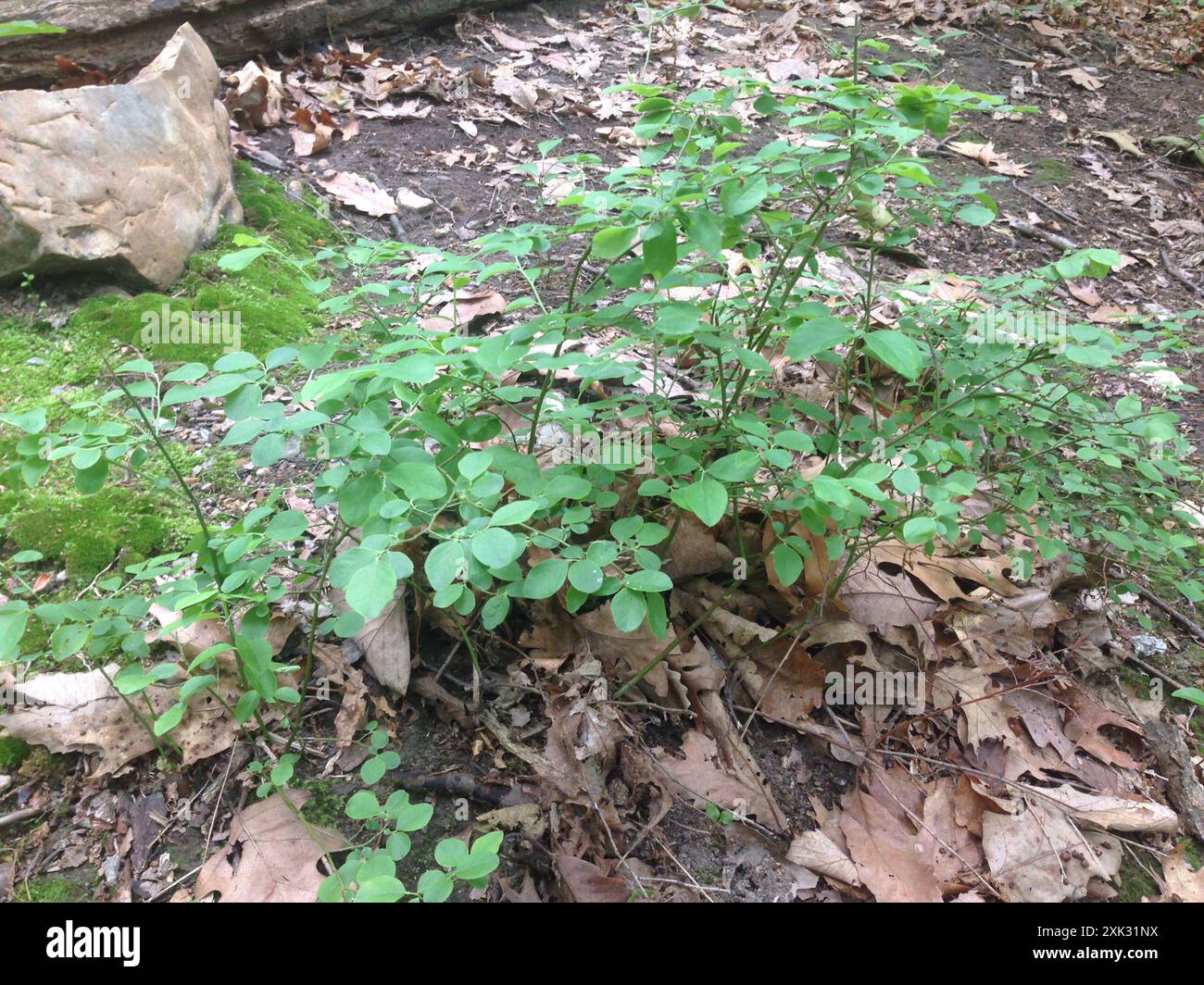 lowbush blueberry (Vaccinium angustifolium) Plantae Stock Photo - Alamy