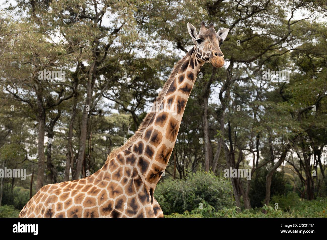Giraffe Manor, Nairobi, Kenya, Africa Stock Photo - Alamy