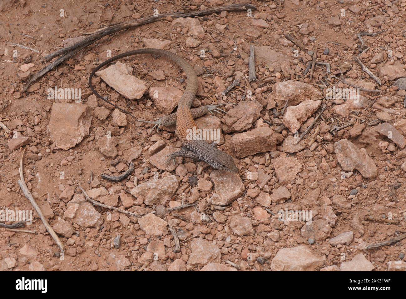 Western Whiptail (Aspidoscelis tigris) Reptilia Stock Photo - Alamy