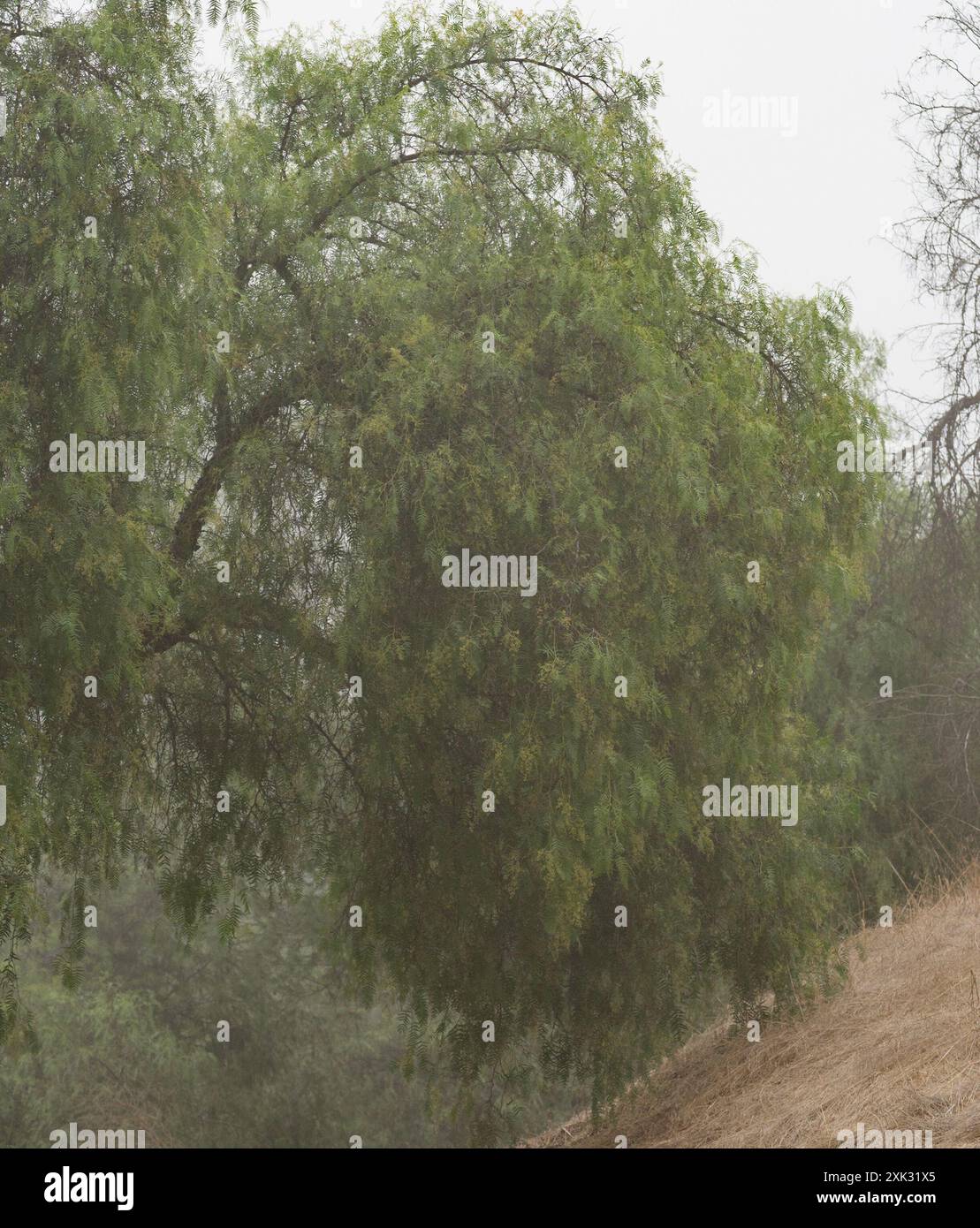 Peruvian Pepper Tree (Schinus molle) Plantae Stock Photo - Alamy