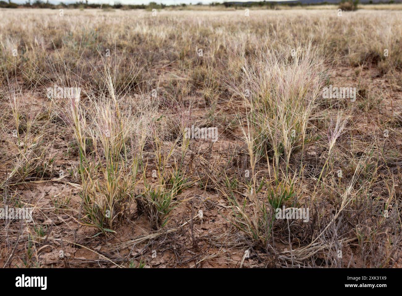 burrograss (Scleropogon brevifolius) Plantae Stock Photo - Alamy