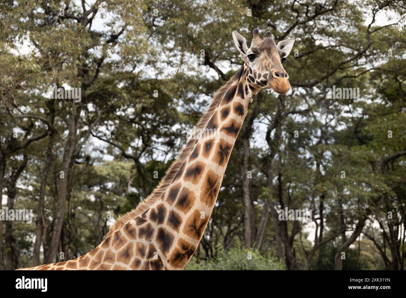 Giraffe Manor, Nairobi, Kenya, Africa Stock Photo - Alamy