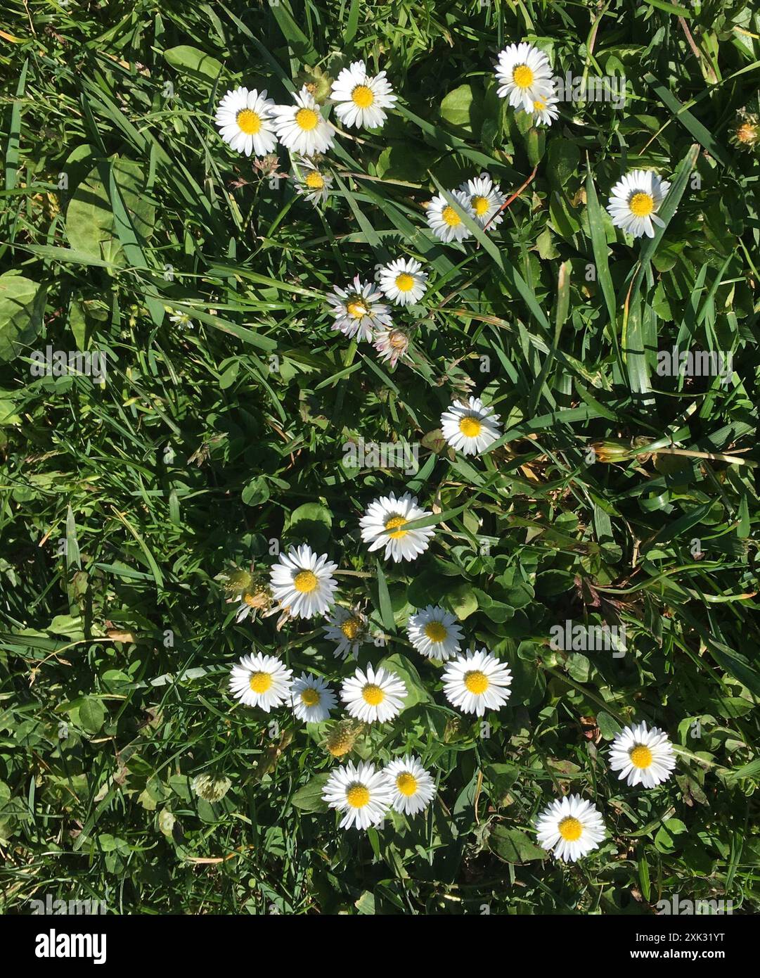 Lawn daisy (Bellis perennis) Plantae Stock Photo - Alamy