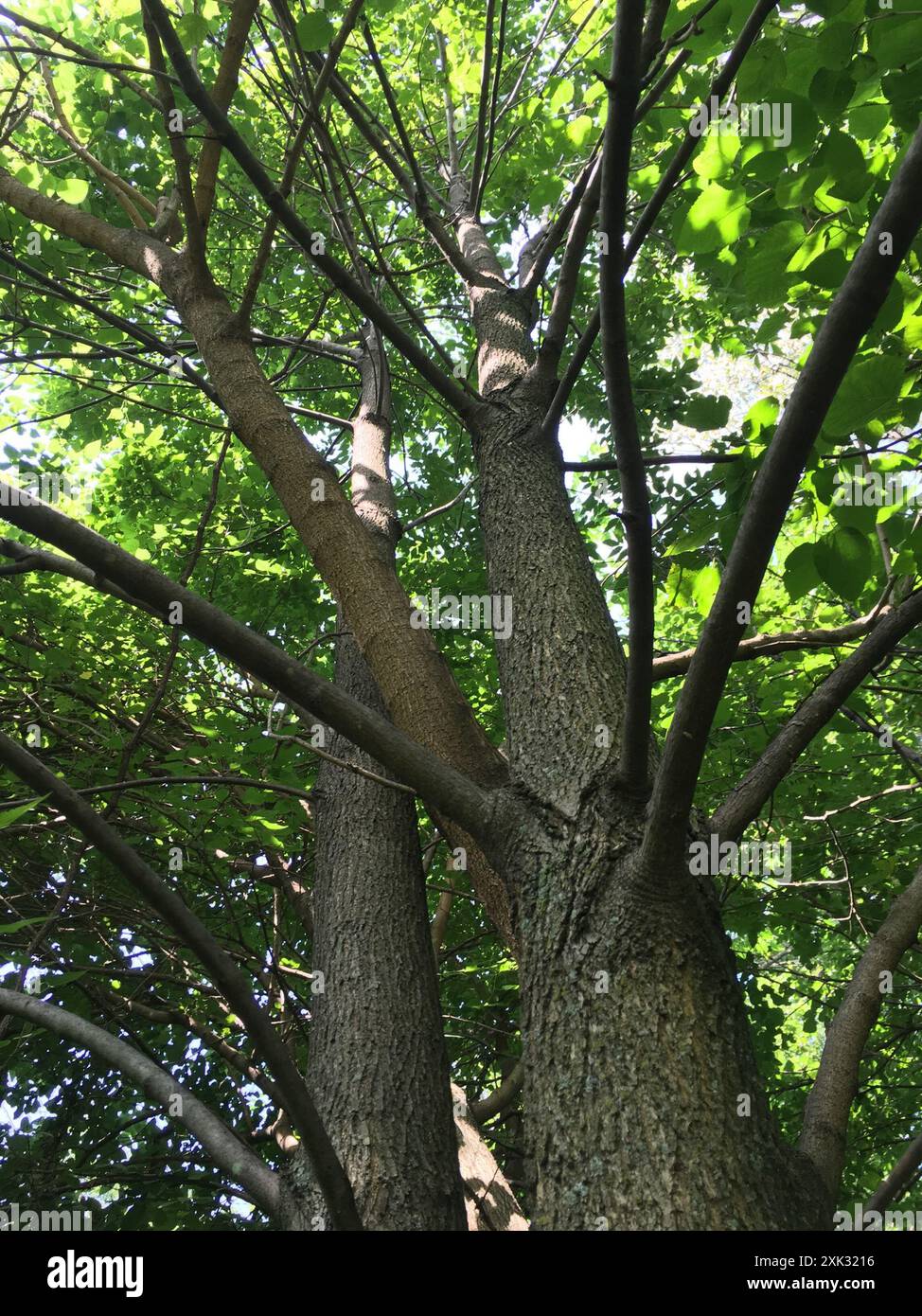 ashes (Fraxinus) Plantae Stock Photo - Alamy