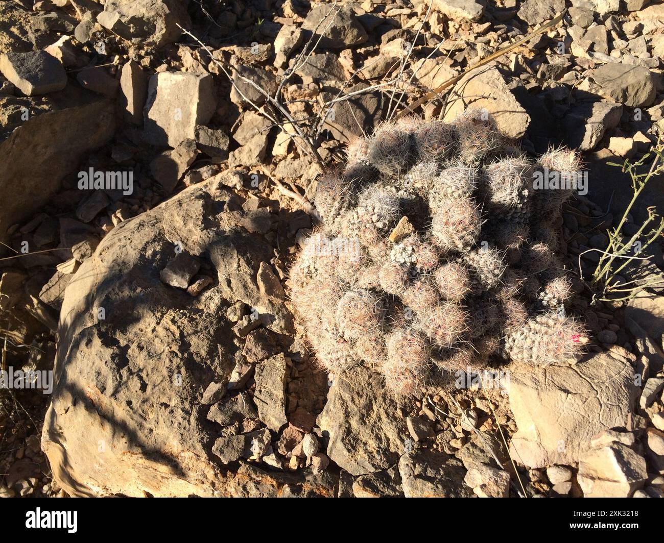 Whitecolumn Foxtail Cactus (Escobaria tuberculosa) Plantae Stock Photo ...
