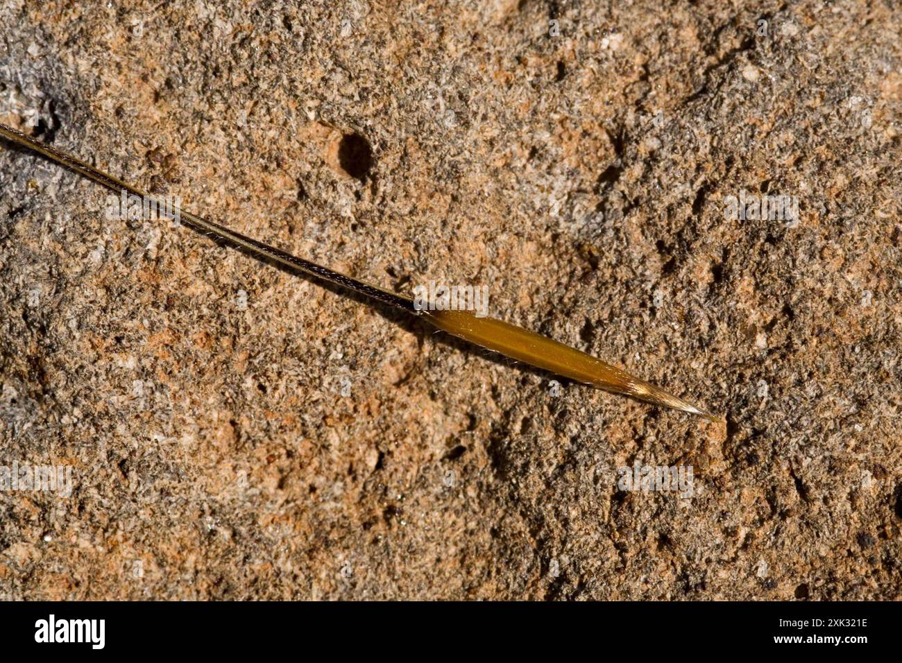 Needle-and-thread Grass (Hesperostipa comata) Plantae Stock Photo - Alamy