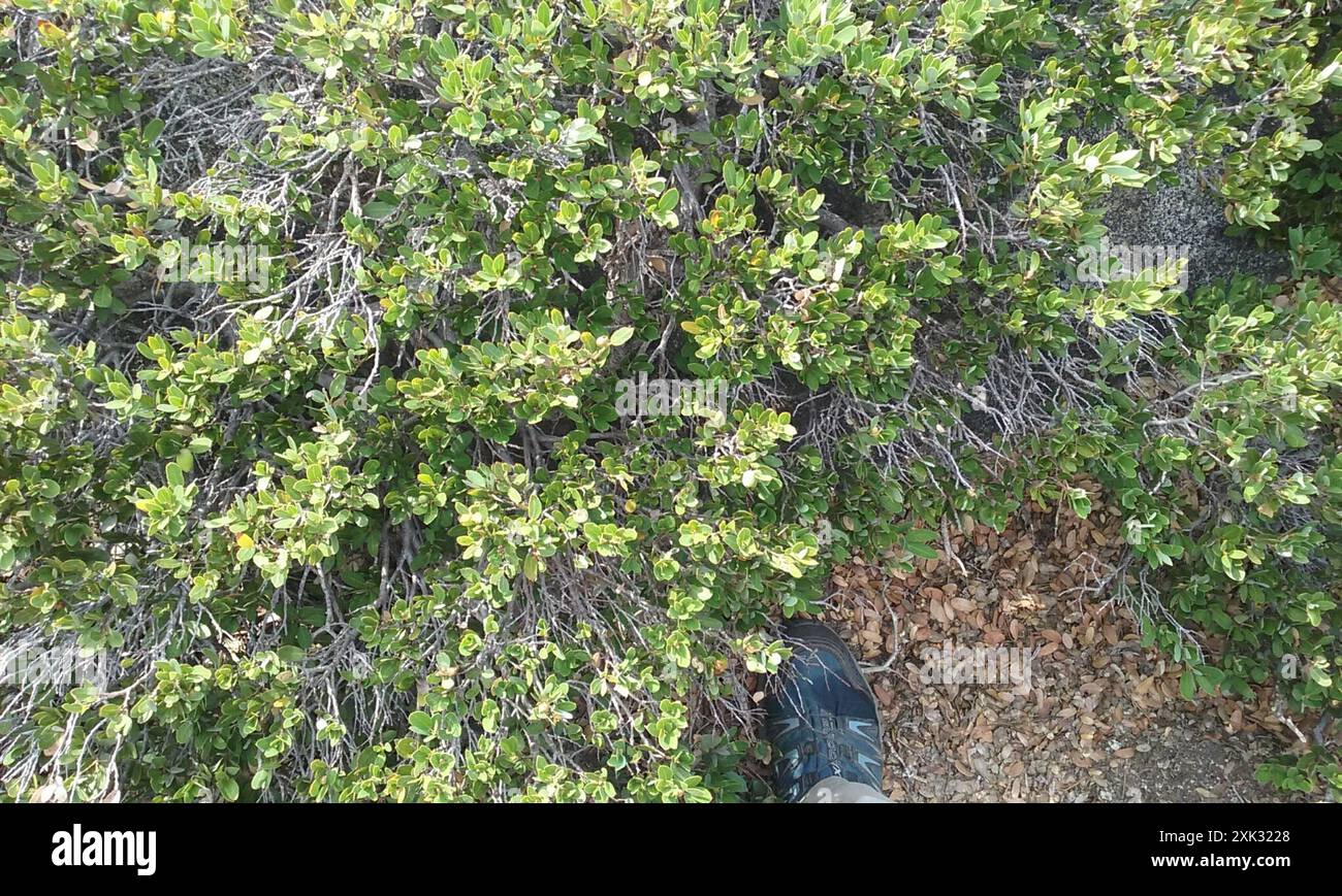 huckleberry oak (Quercus vacciniifolia) Plantae Stock Photo - Alamy