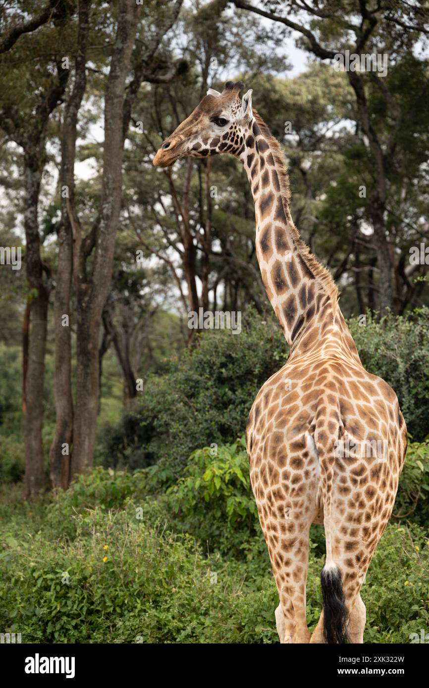 Giraffe Manor, Nairobi, Kenya, Africa Stock Photo - Alamy