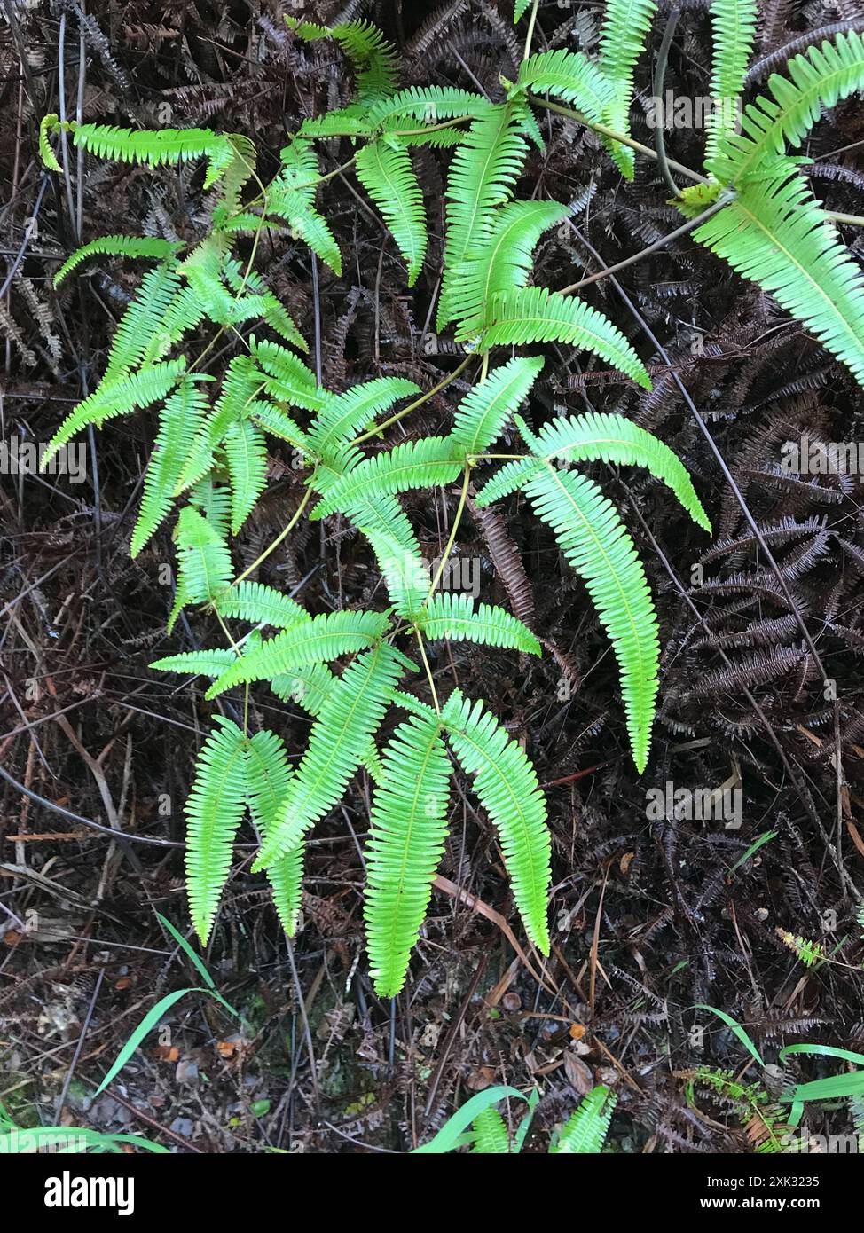 false staghorn fern (Dicranopteris linearis) Plantae Stock Photo - Alamy