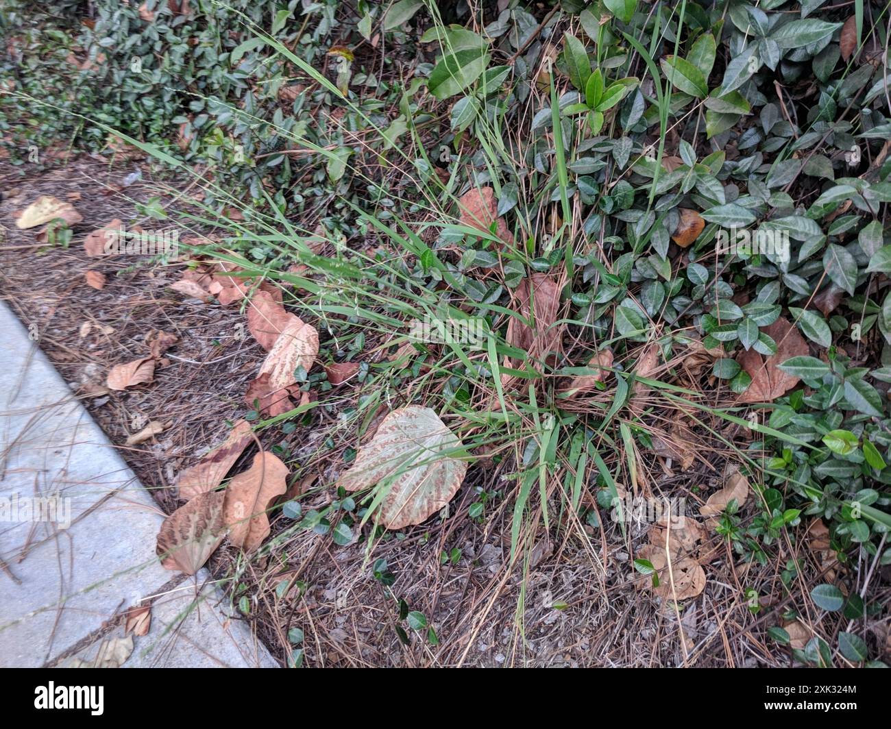 panic veldtgrass (Ehrharta erecta) Plantae Stock Photo - Alamy