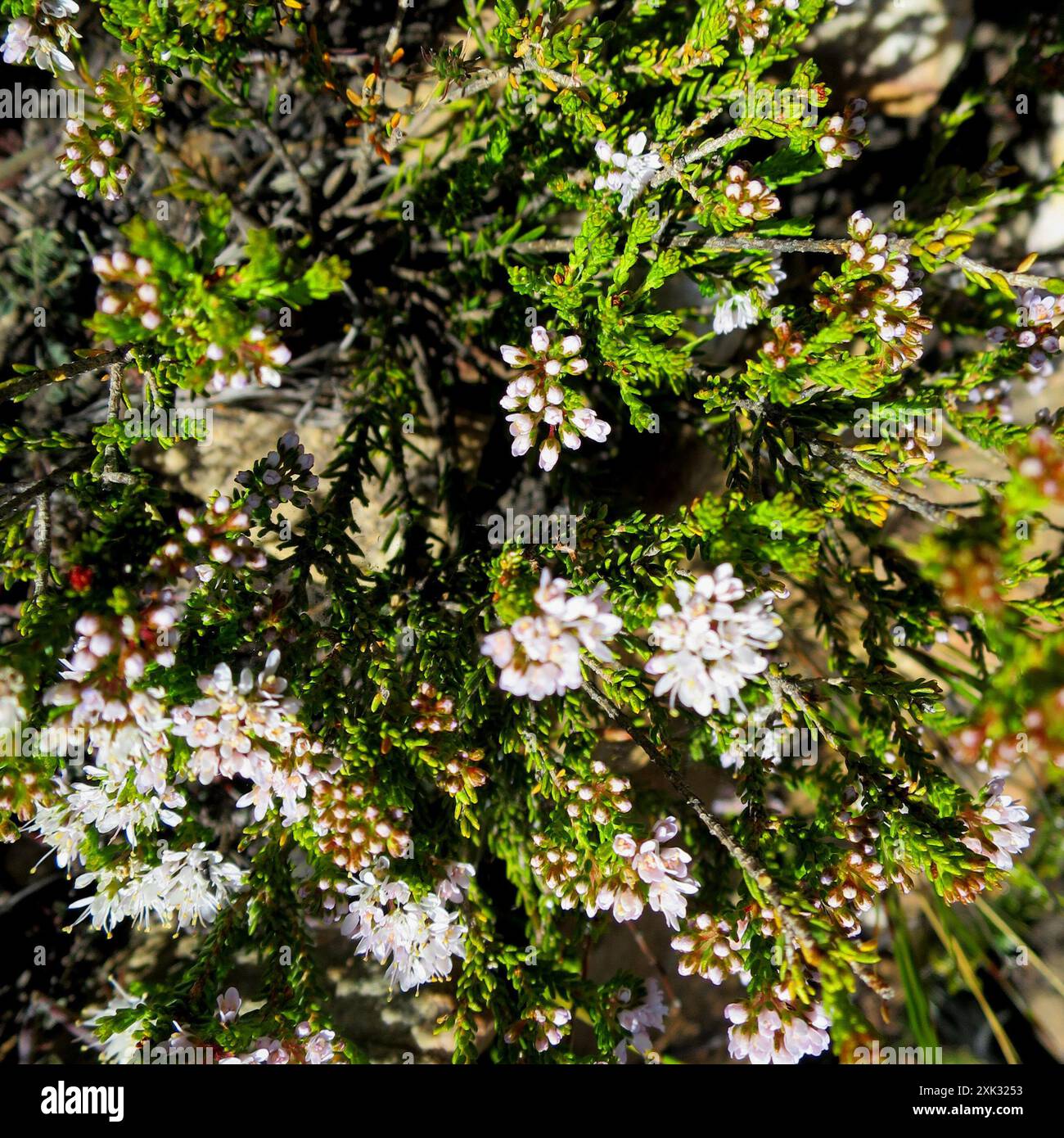 Cape Buchu (Agathosma capensis) Plantae Stock Photo - Alamy