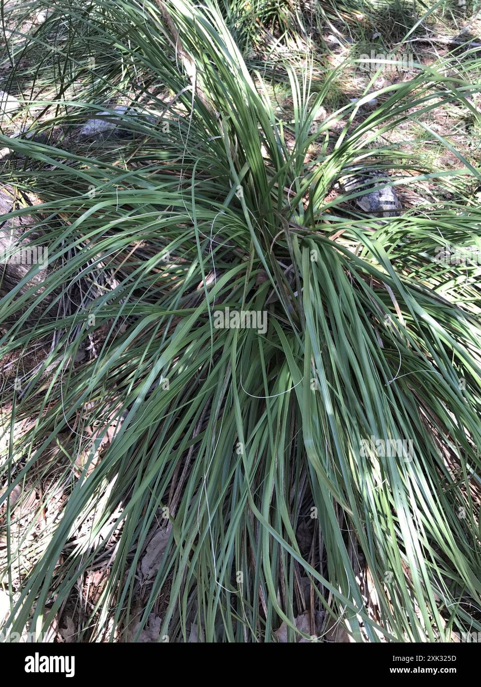 Devil's Shoestring (Nolina lindheimeriana) Plantae Stock Photo - Alamy