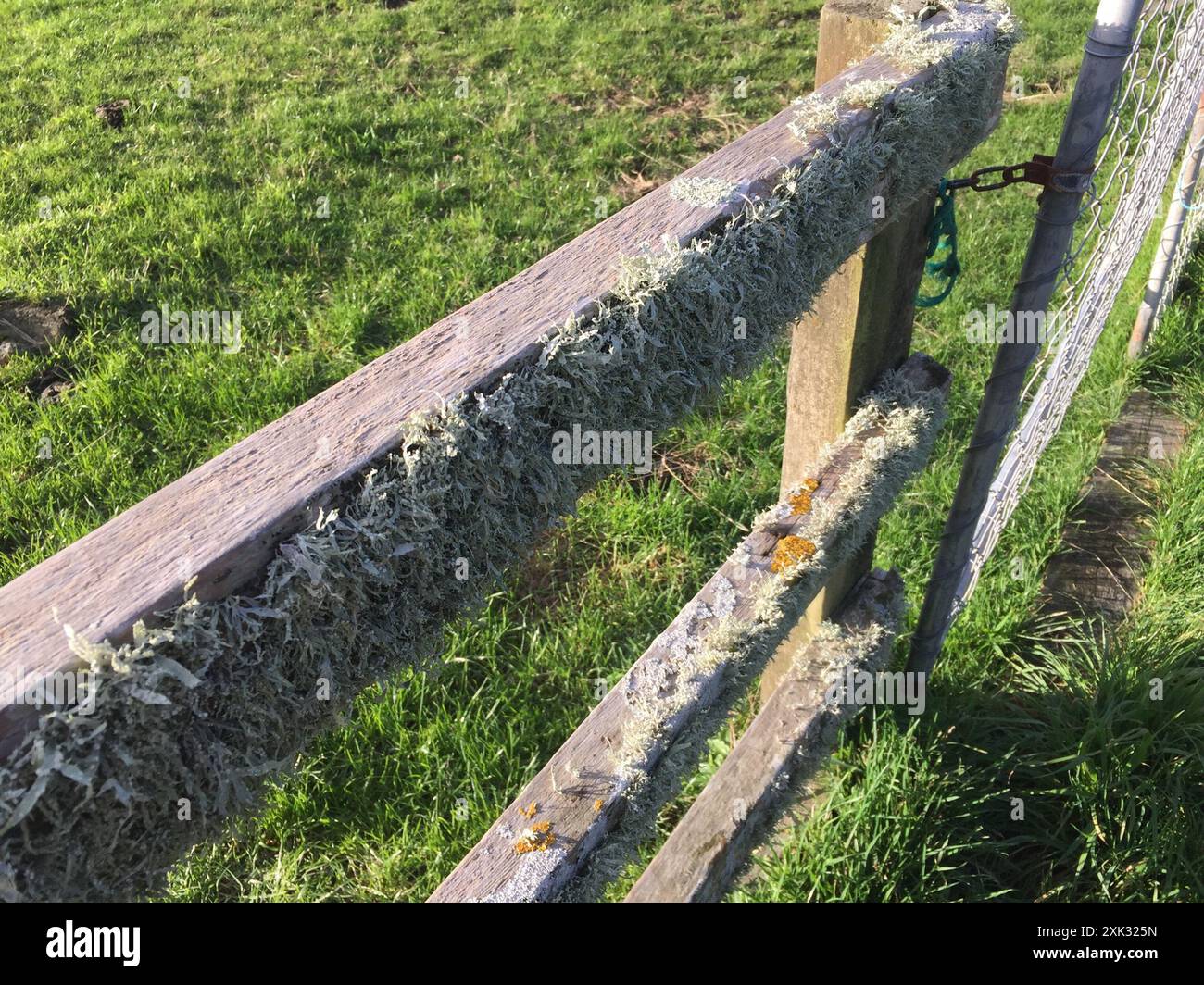 cartilage lichen (Ramalina celastri) Fungi Stock Photo - Alamy