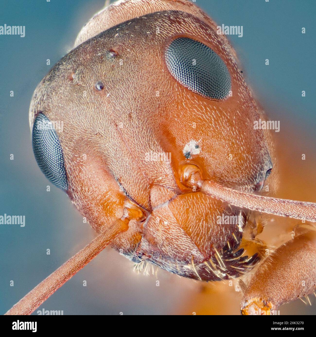 Wood, Mound, and Field Ants (Formica) Insecta Stock Photo - Alamy