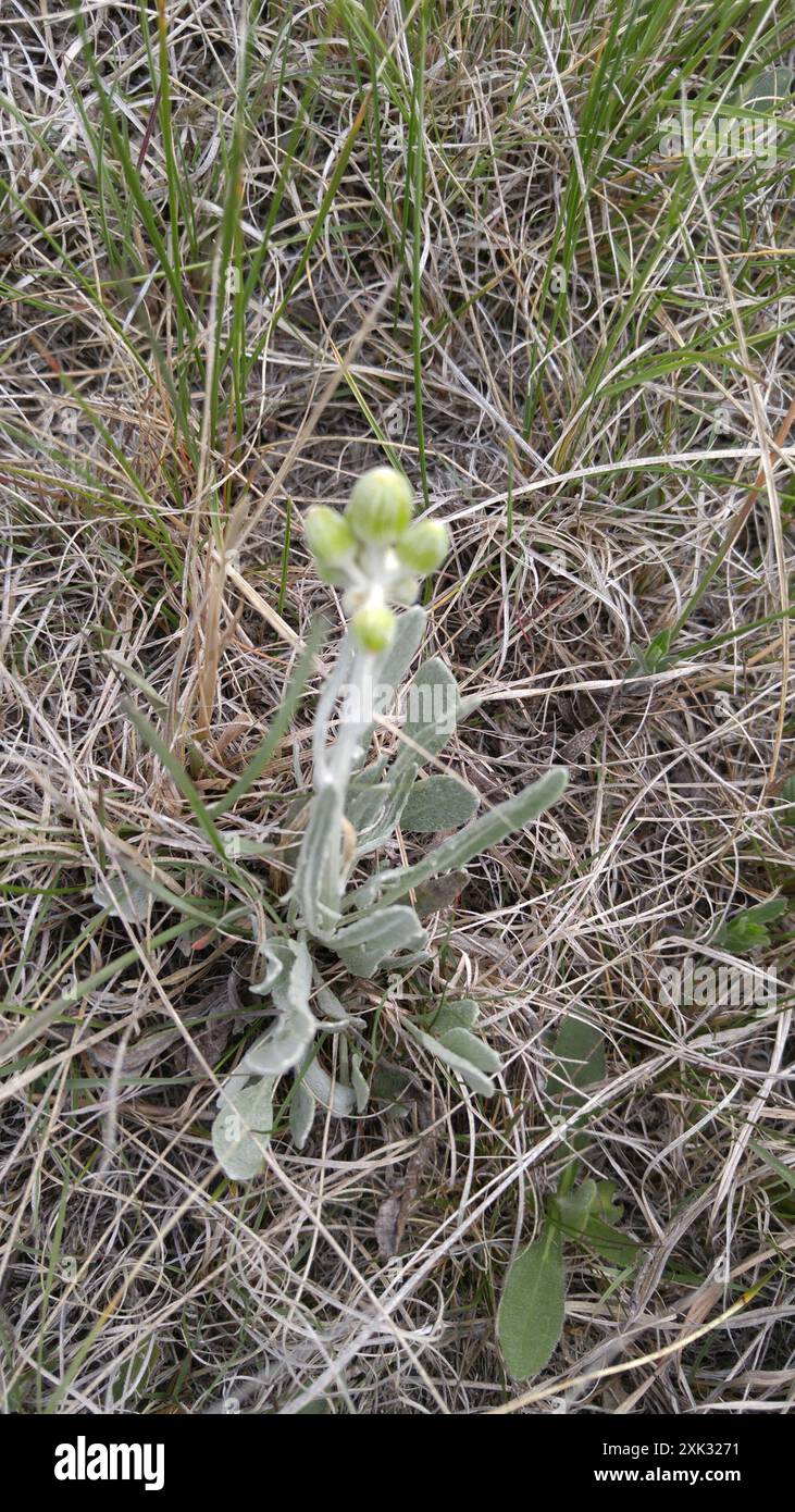 woolly groundsel (Packera cana) Plantae Stock Photo - Alamy