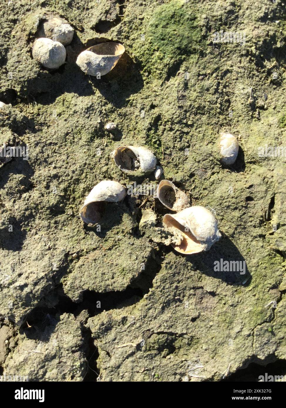 Radix auricularia hi-res stock photography and images - Alamy