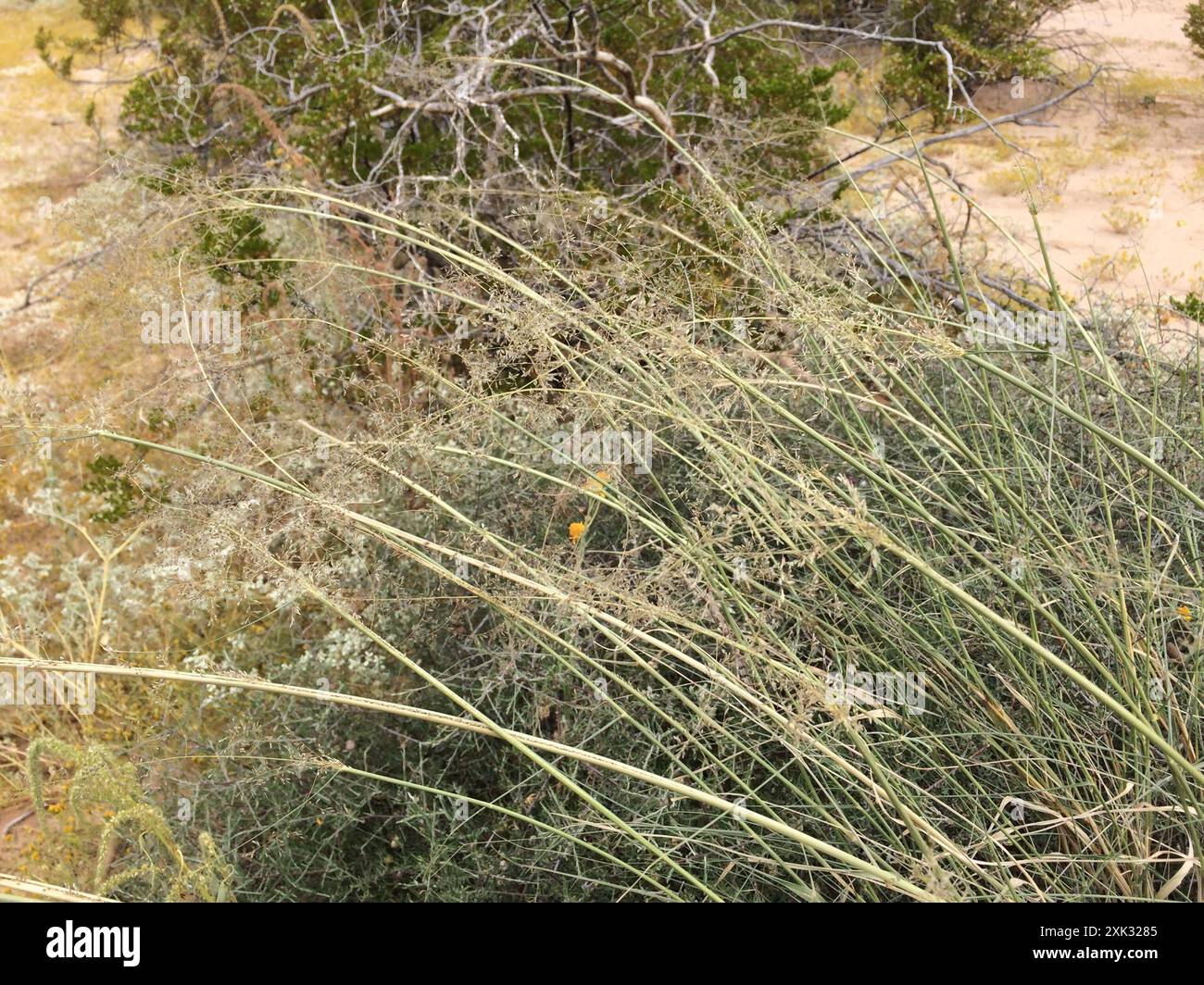 mesa dropseed (Sporobolus flexuosus) Plantae Stock Photo - Alamy