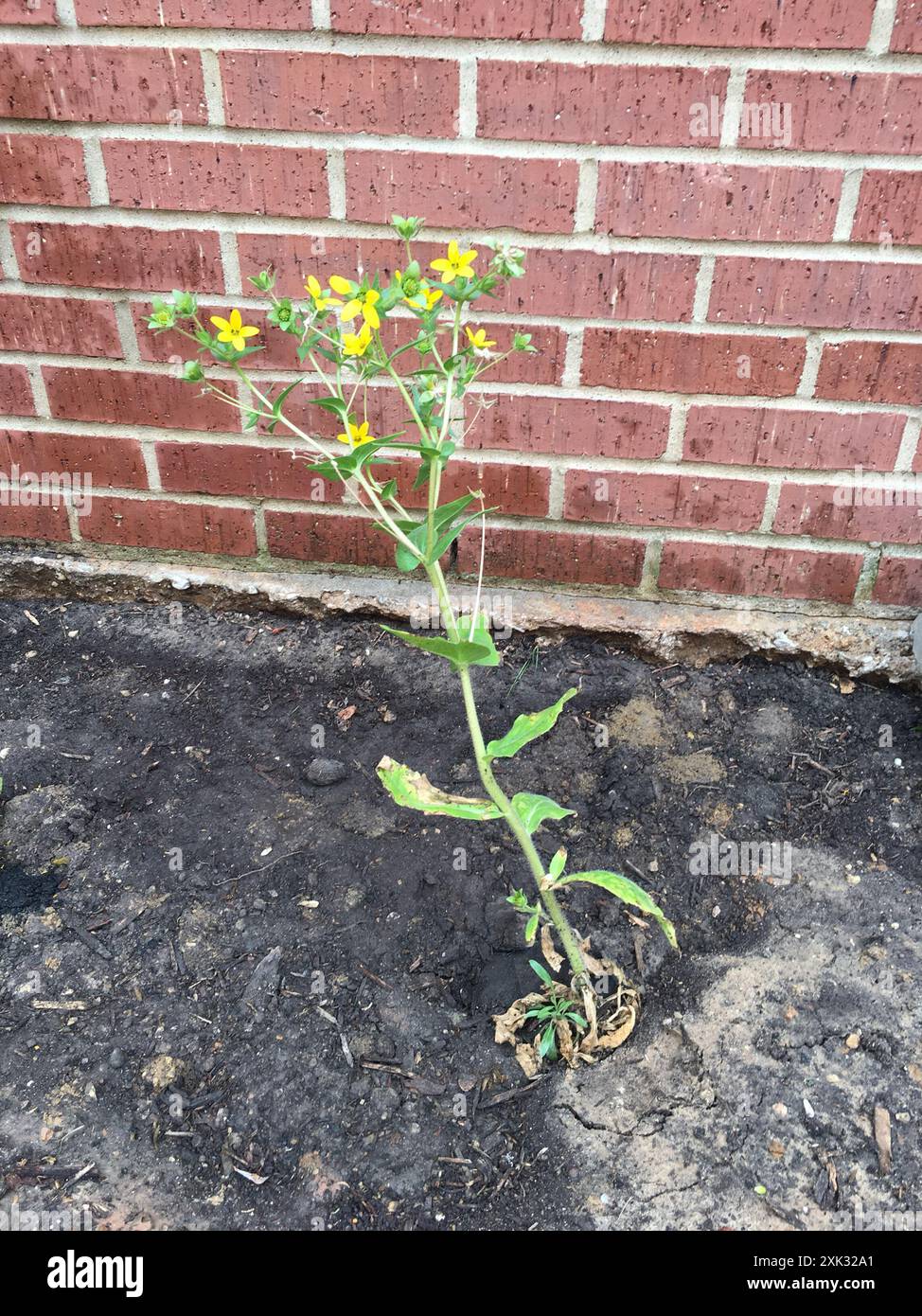 Texas yellow star (Lindheimera texana) Plantae Stock Photo - Alamy