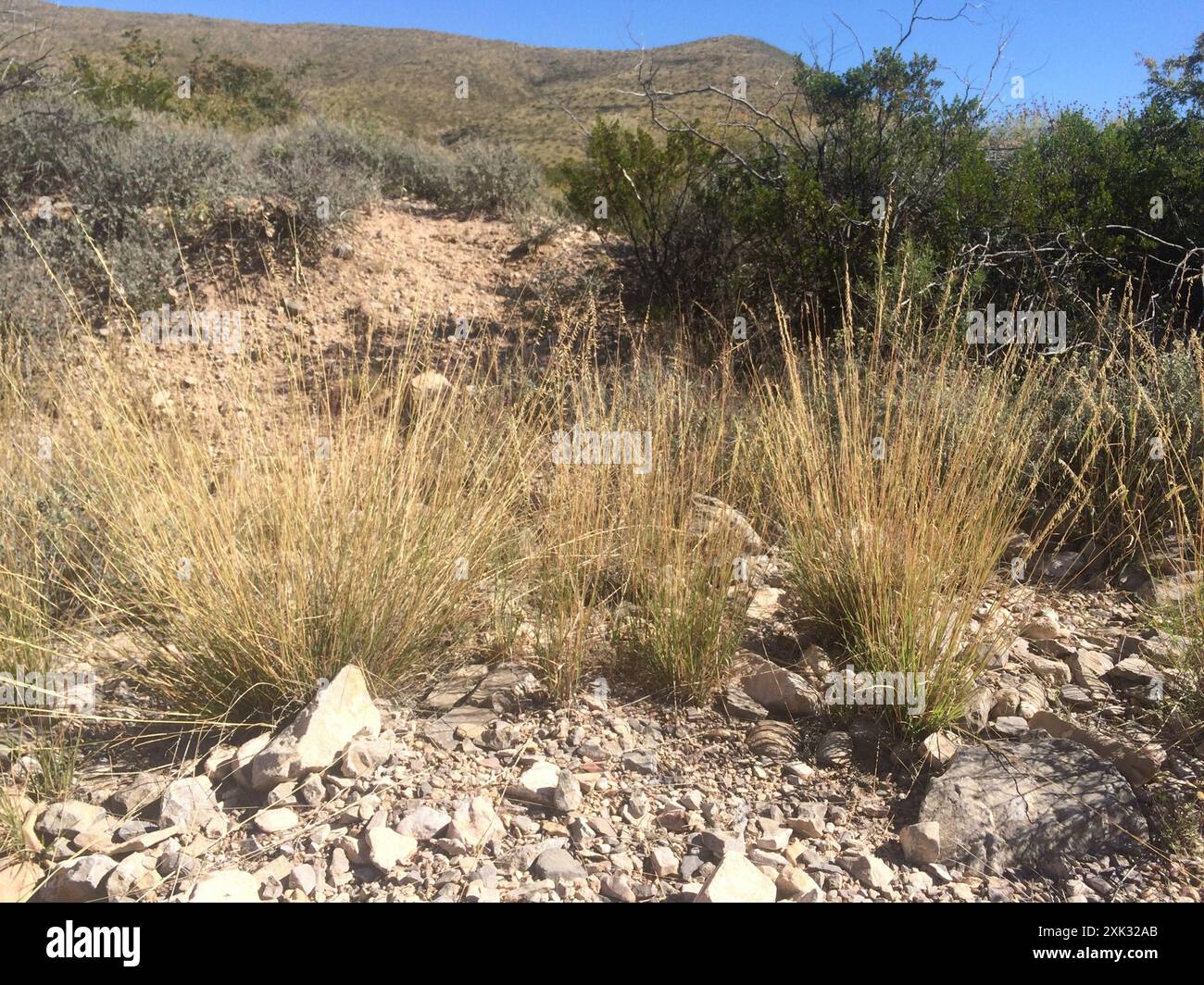 Sideoats Grama (Bouteloua curtipendula) Plantae Stock Photo - Alamy