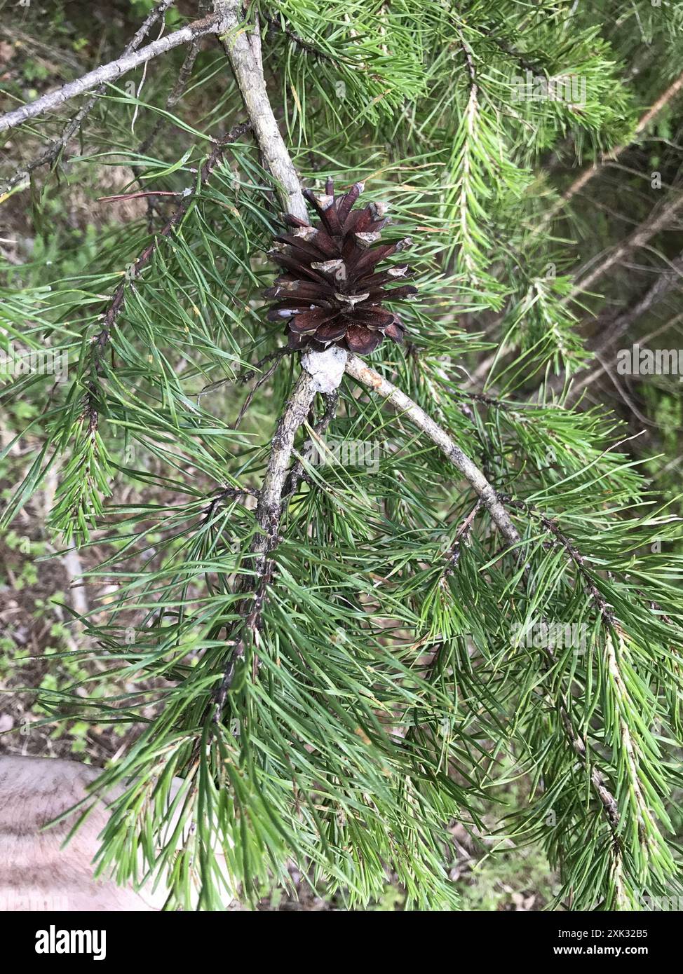 Virginia pine (Pinus virginiana) Plantae Stock Photo - Alamy