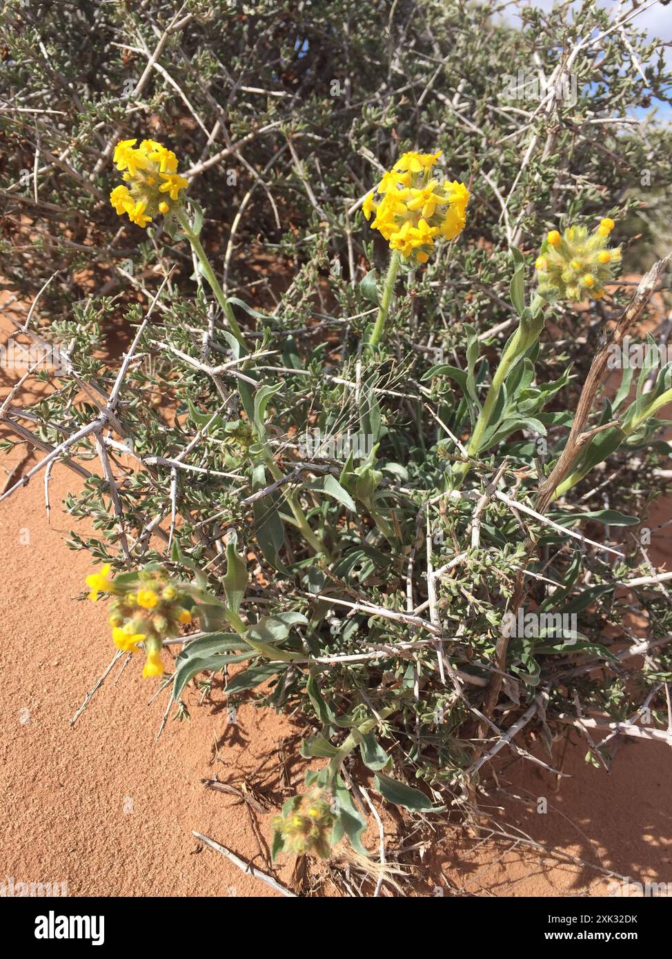 Brenda's Yellow Cryptantha (Oreocarya flava) Plantae Stock Photo - Alamy