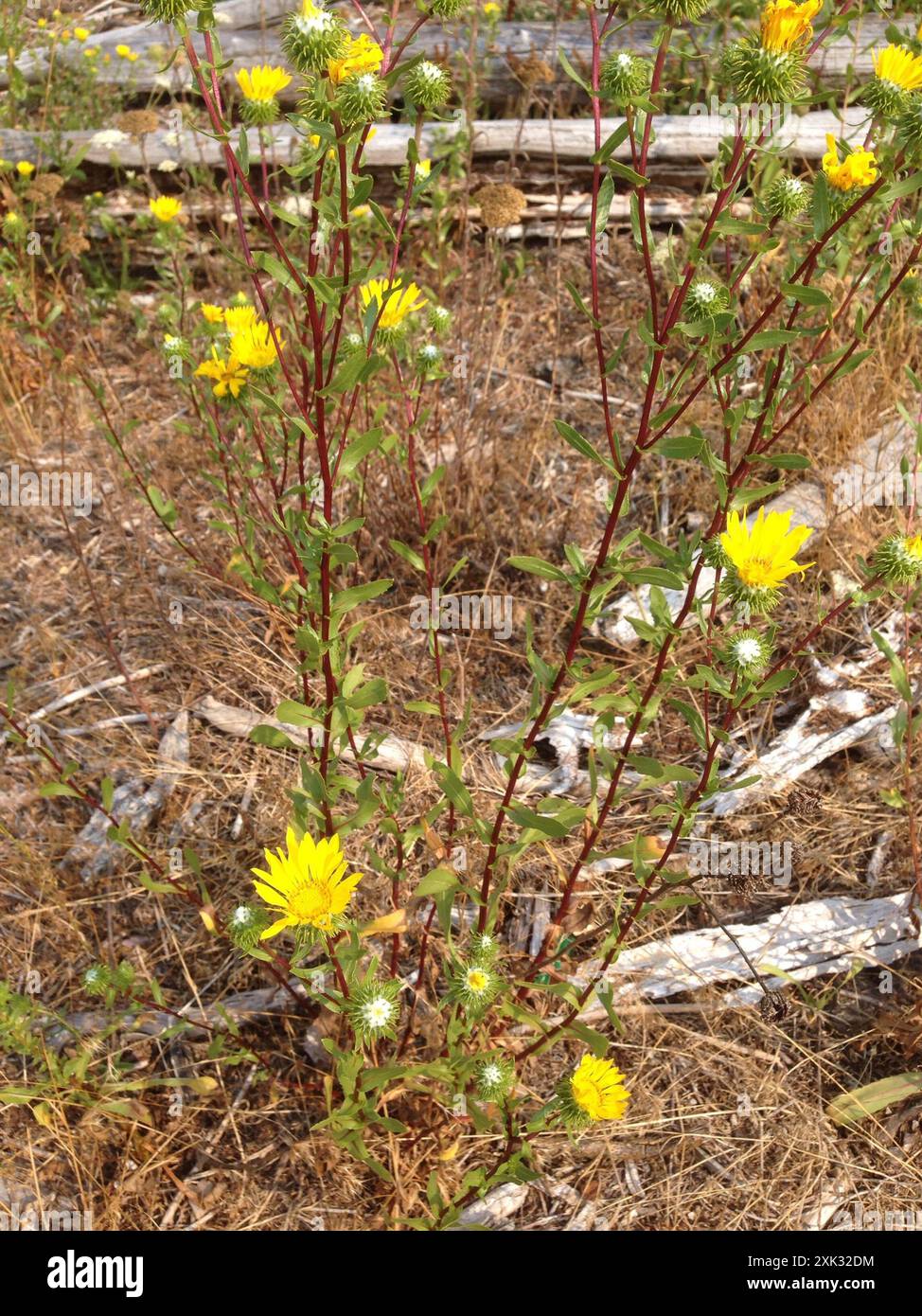 Oregon Gumplant (Grindelia stricta) Plantae Stock Photo - Alamy