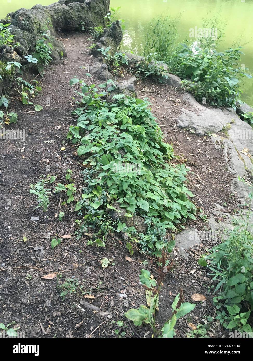 Chinese yam (Dioscorea polystachya) Plantae Stock Photo - Alamy