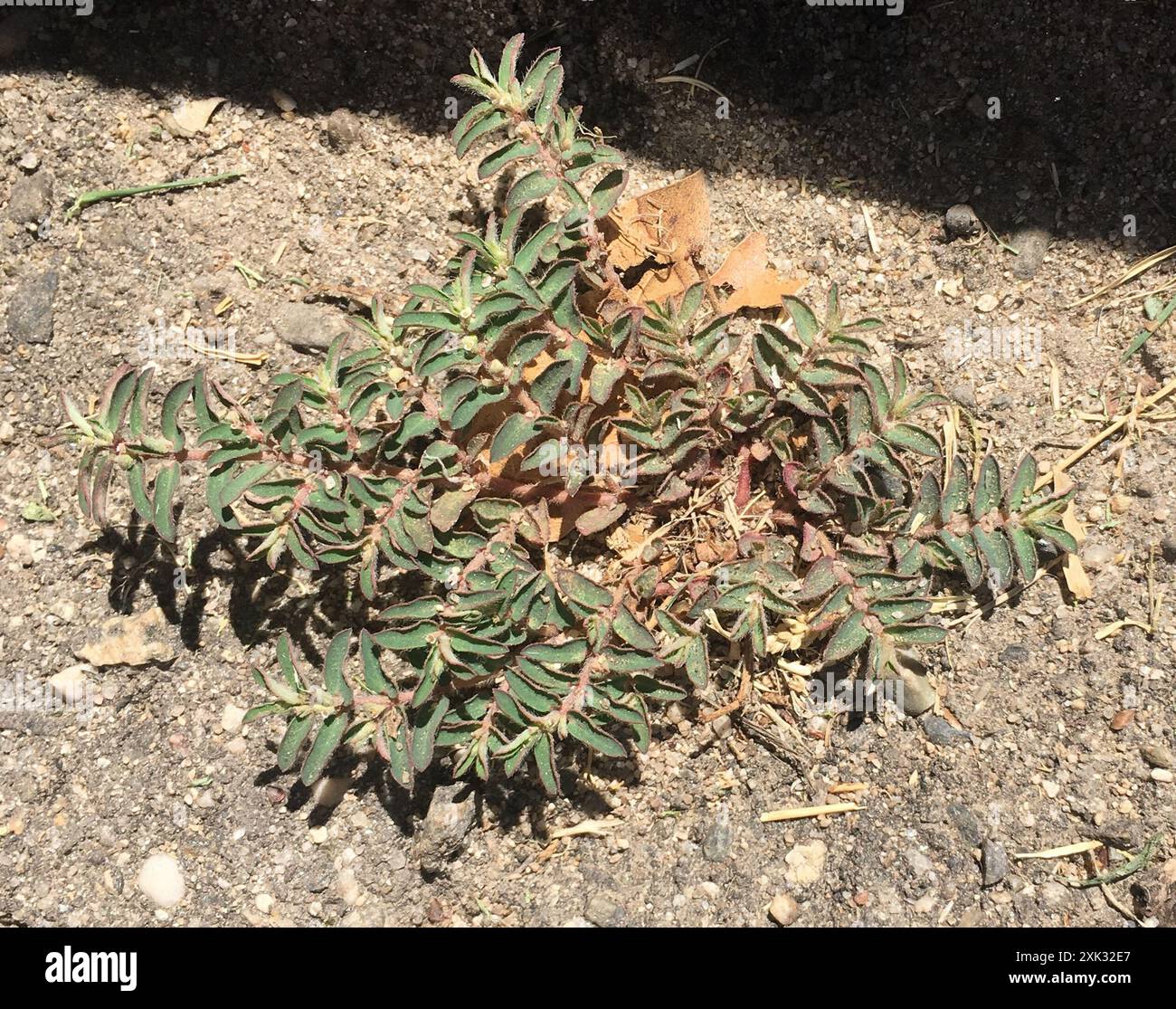 Spotted spurge (Euphorbia maculata) Plantae Stock Photo - Alamy