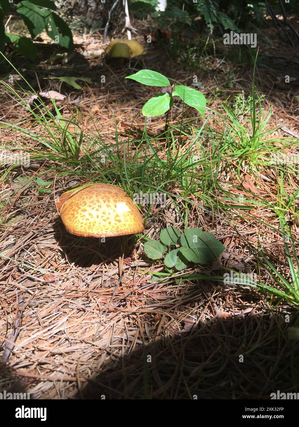 Slippery Jacks (Suillus) Fungi Stock Photo - Alamy