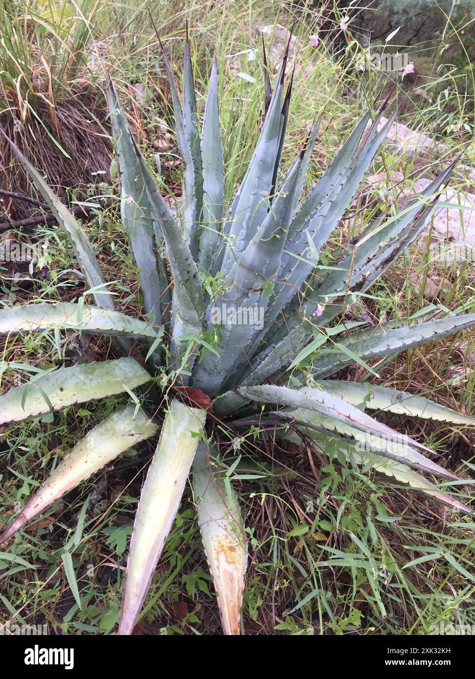 Palmer's agave (Agave palmeri) Plantae Stock Photo - Alamy