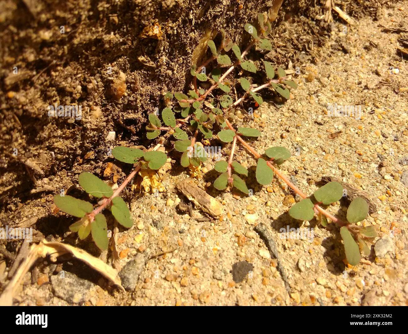 Spotted spurge (Euphorbia maculata) Plantae Stock Photo - Alamy