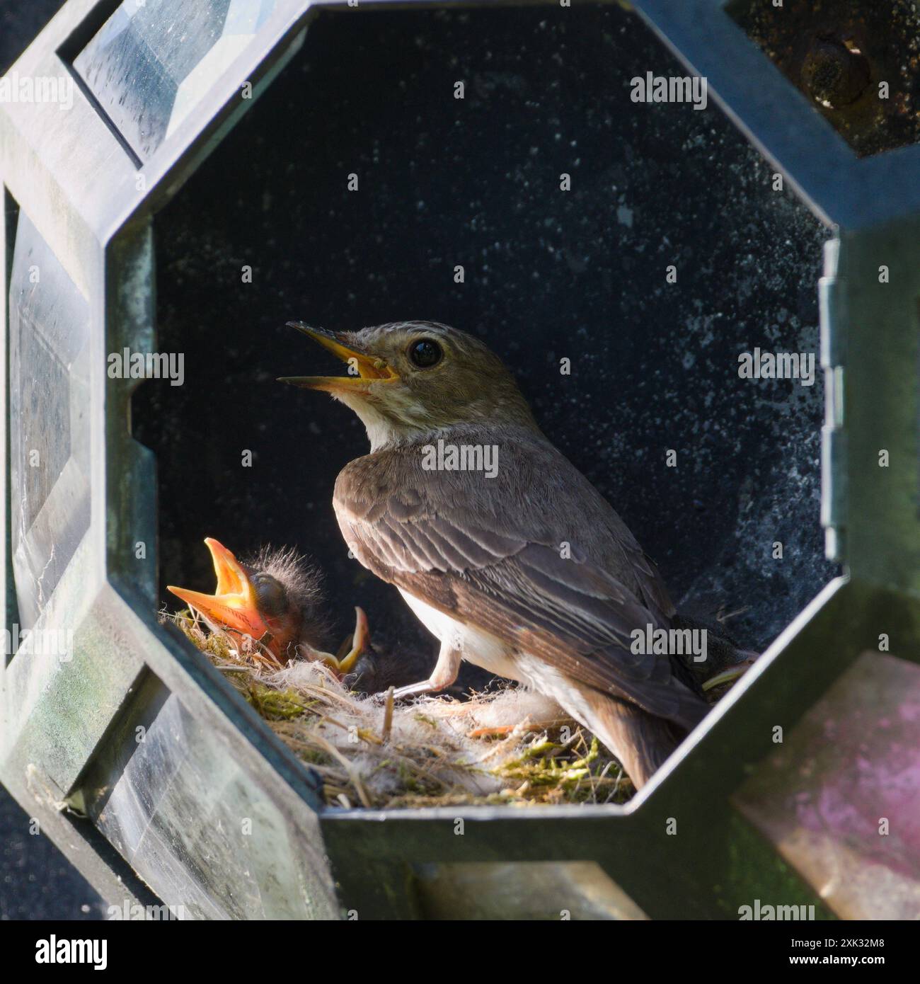 Muscicapa striata aka Spotted flycatcher in the nest with her newborn ...