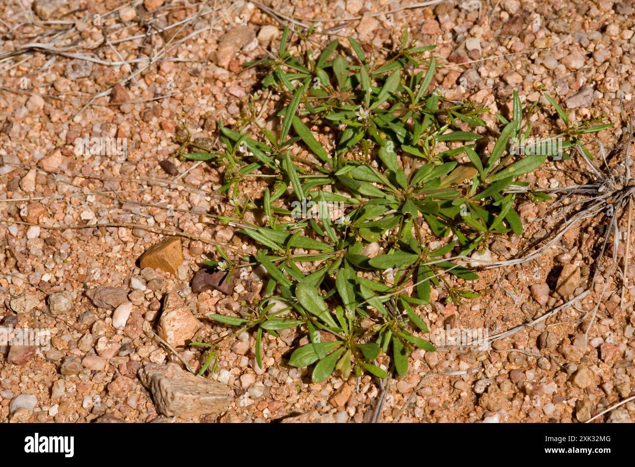 green carpetweed (Mollugo verticillata) Plantae Stock Photo - Alamy