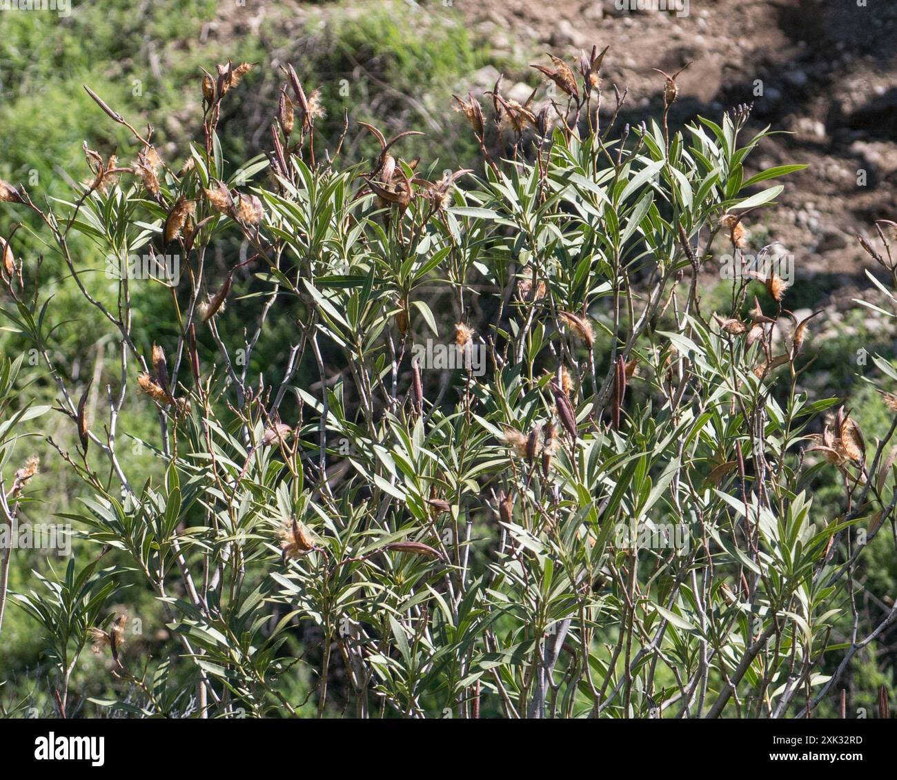 oleander (Nerium oleander) Plantae Stock Photo - Alamy