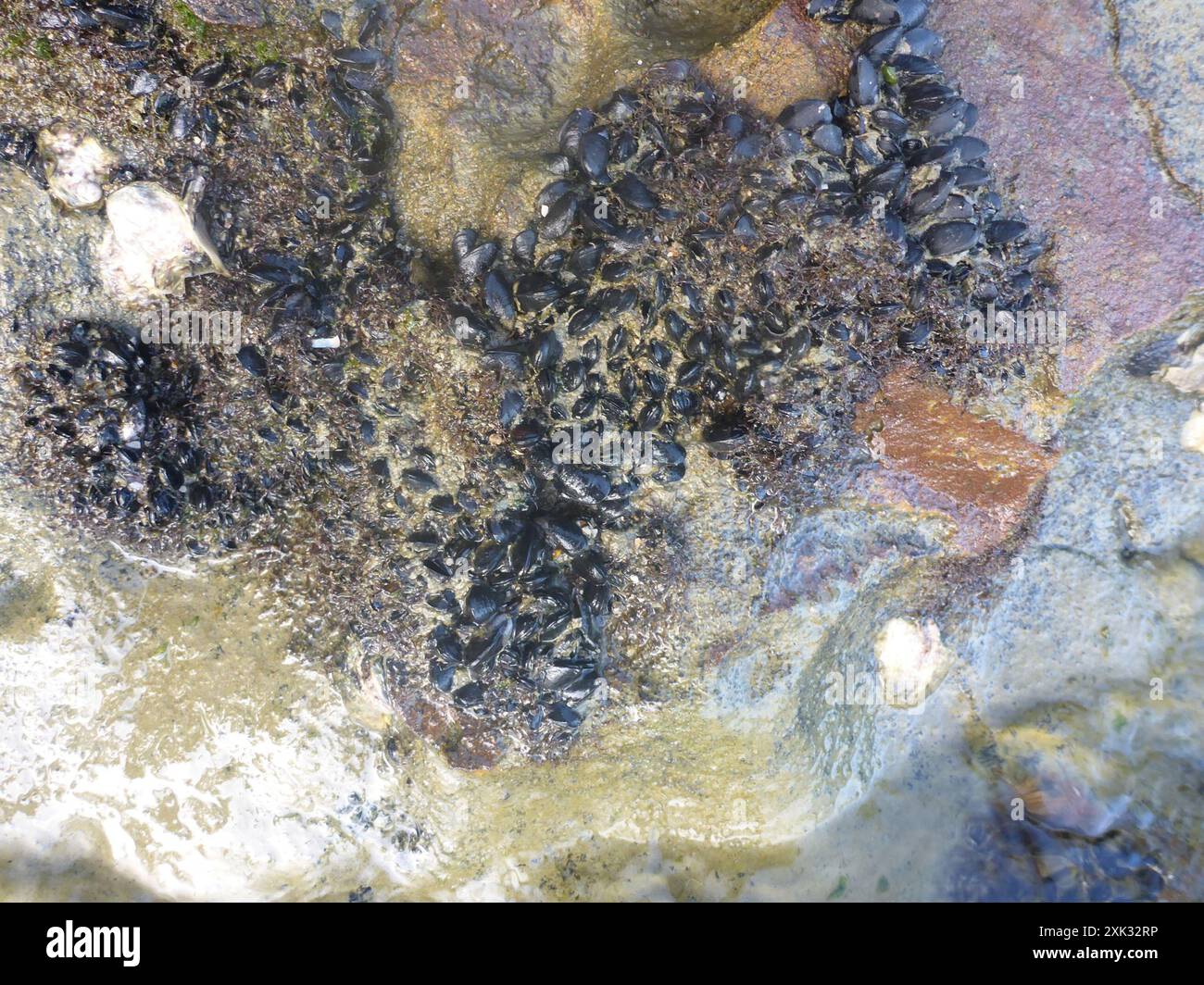 Little Black Mussel (Xenostrobus neozelanicus) Mollusca Stock Photo - Alamy