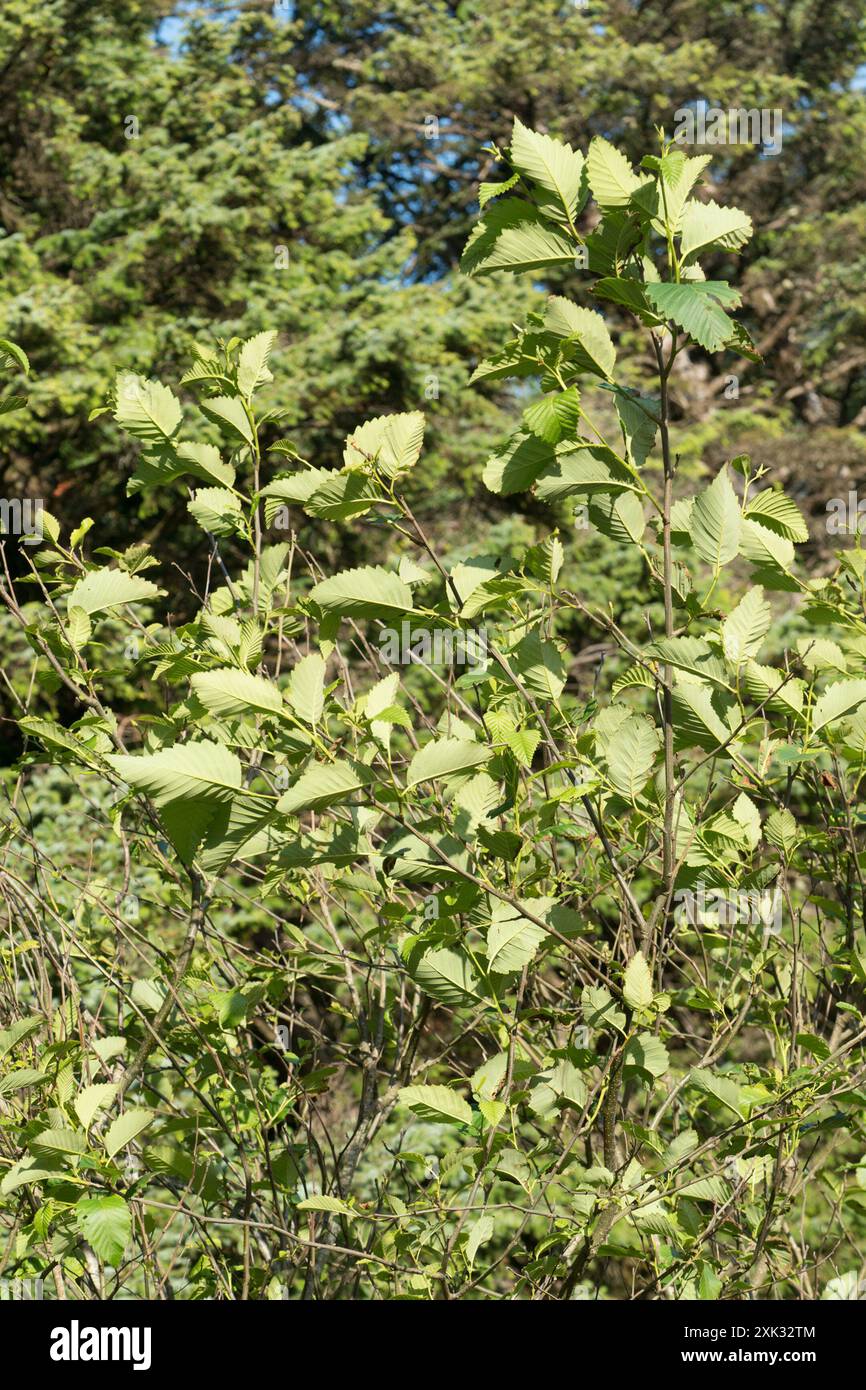 Red Alder (Alnus rubra) Plantae Stock Photo - Alamy