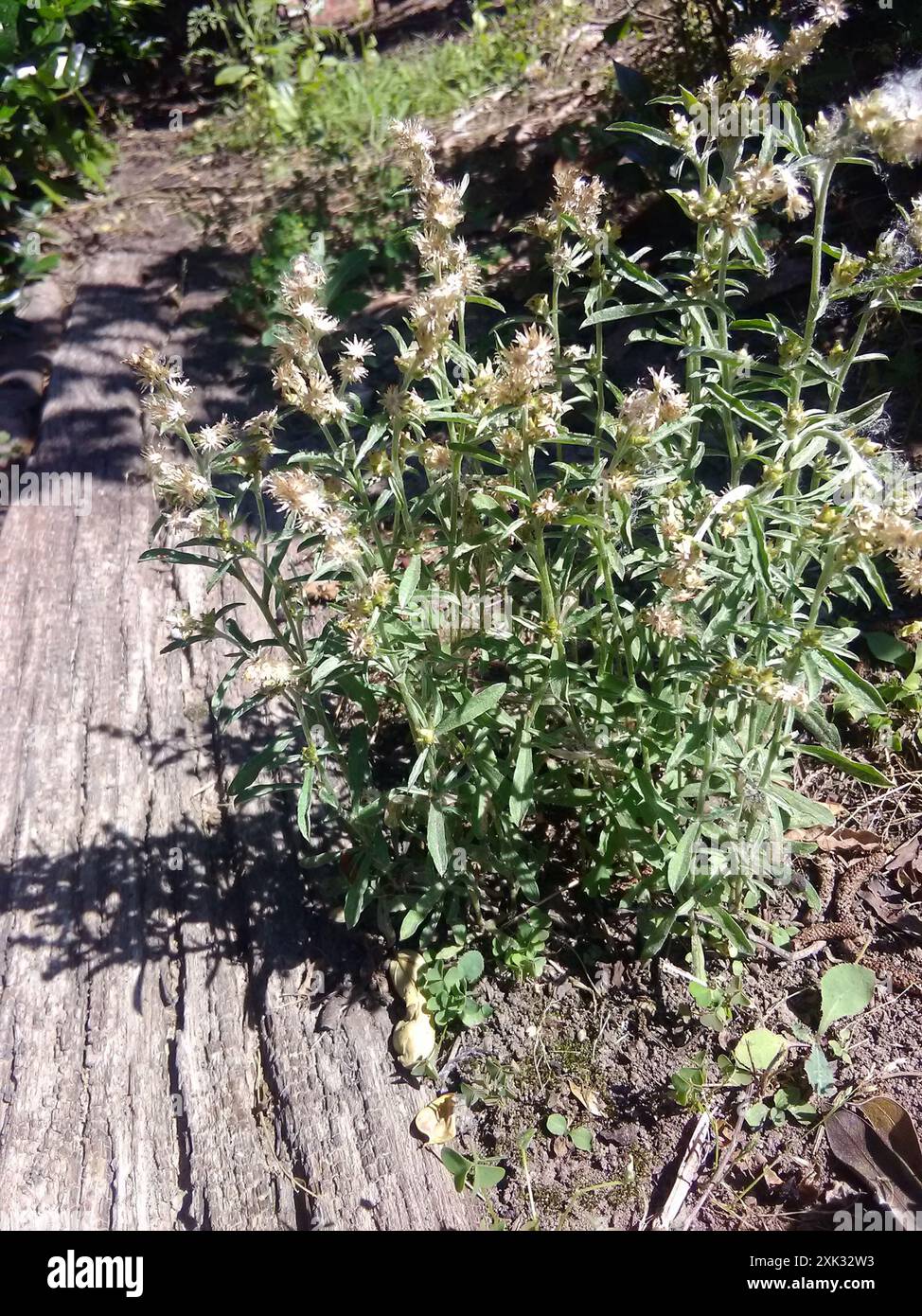 Pennsylvania Cudweed (Gamochaeta pensylvanica) Plantae Stock Photo - Alamy
