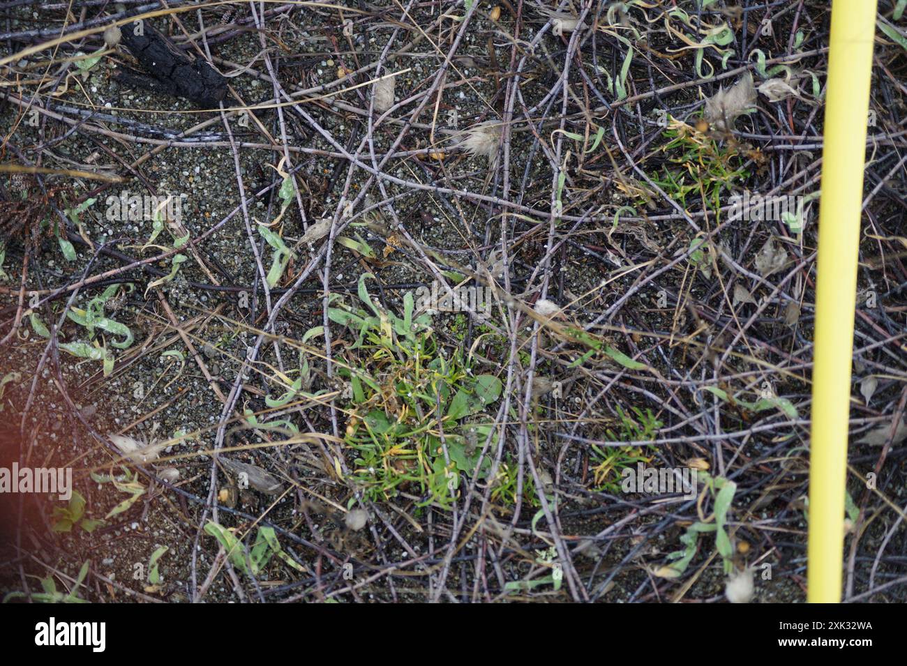 Red Sand Spurrey (Spergularia rubra) Plantae Stock Photo - Alamy