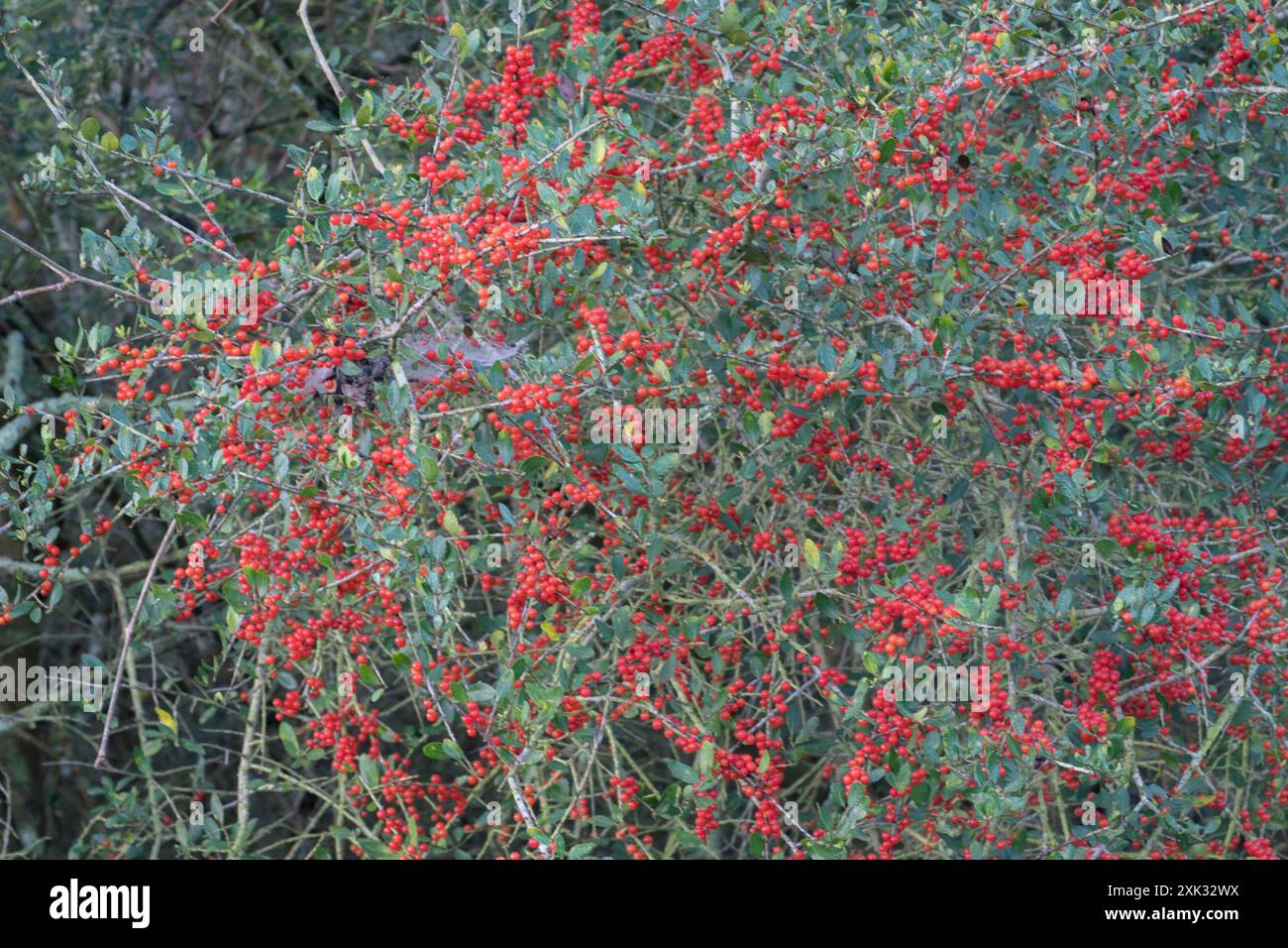 Yaupon Holly (Ilex vomitoria) Plantae Stock Photo - Alamy
