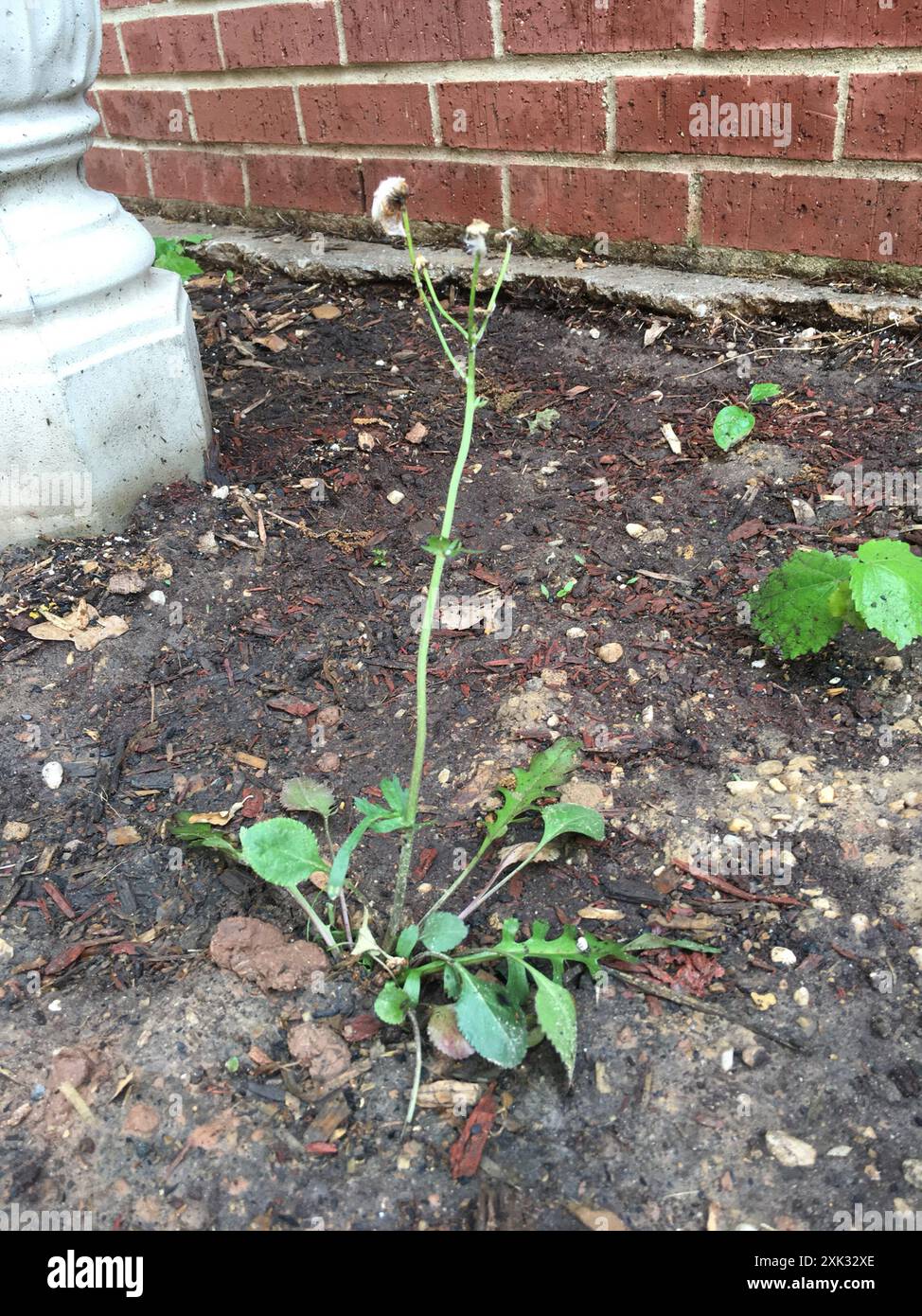 chicories, dandelions, and allies (Cichorioideae) Plantae Stock Photo ...